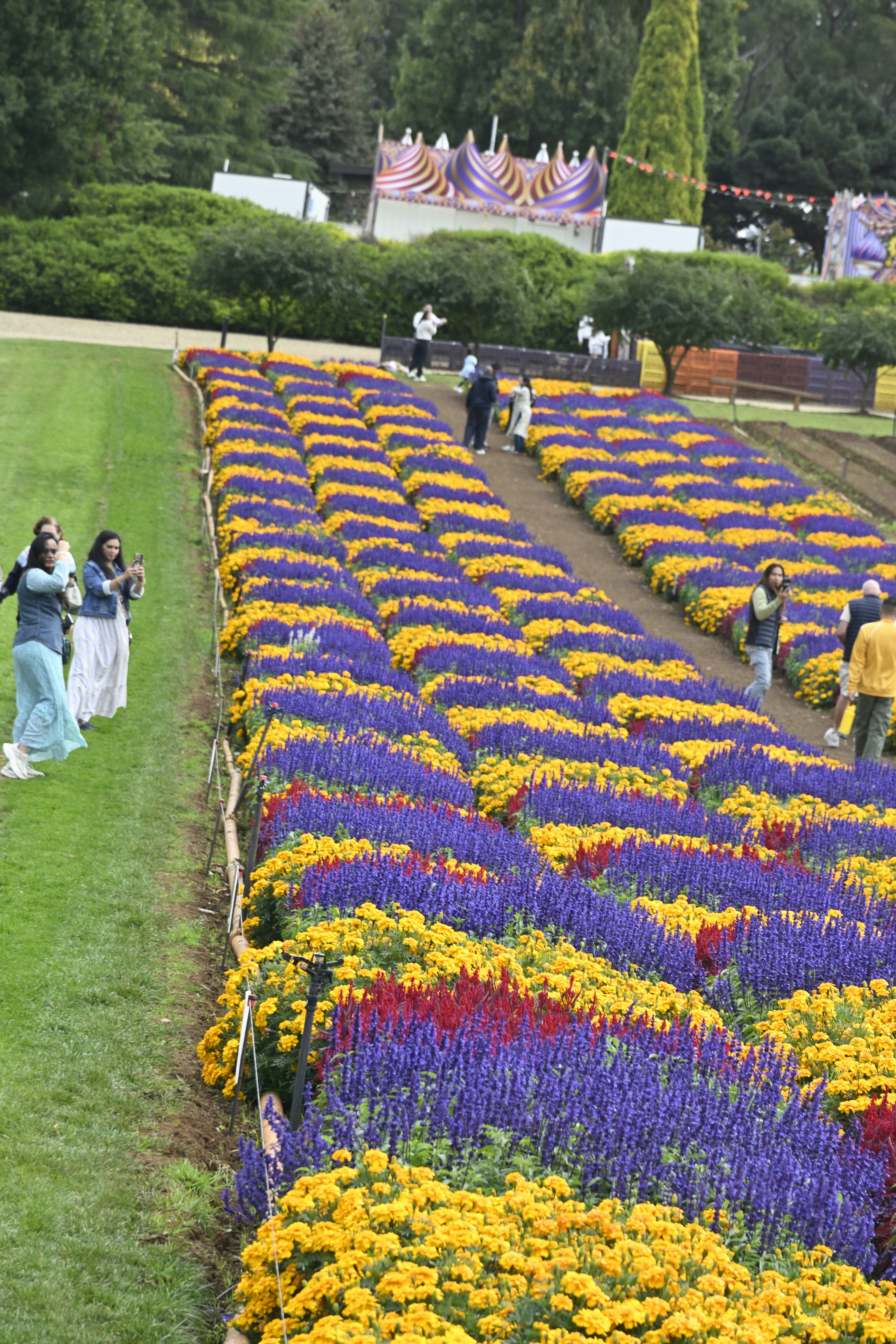 A Symphony of Blooms: Color Rows Leading to the Fairground Crest