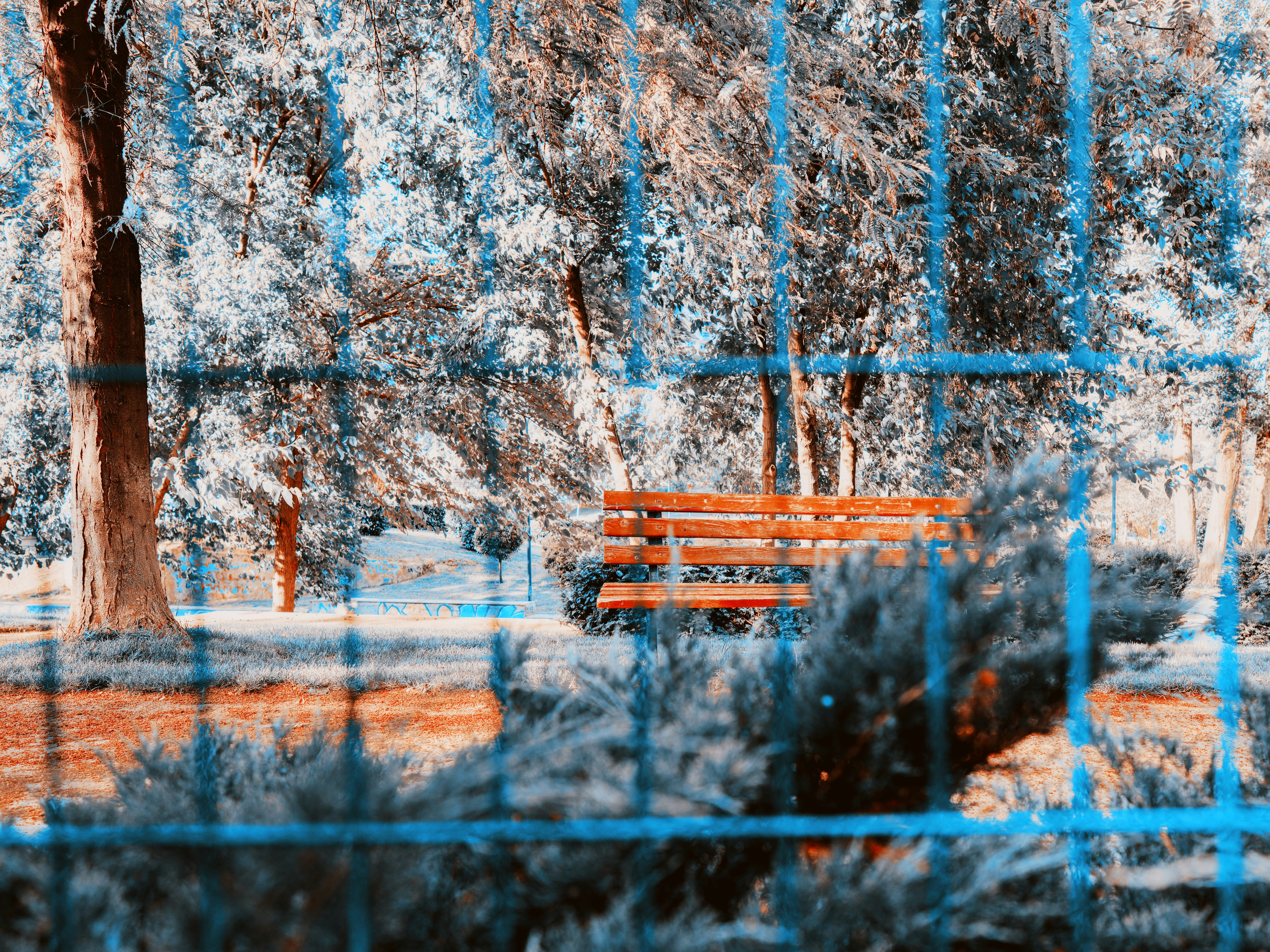 Blue Grid On A Quiet Park Bench