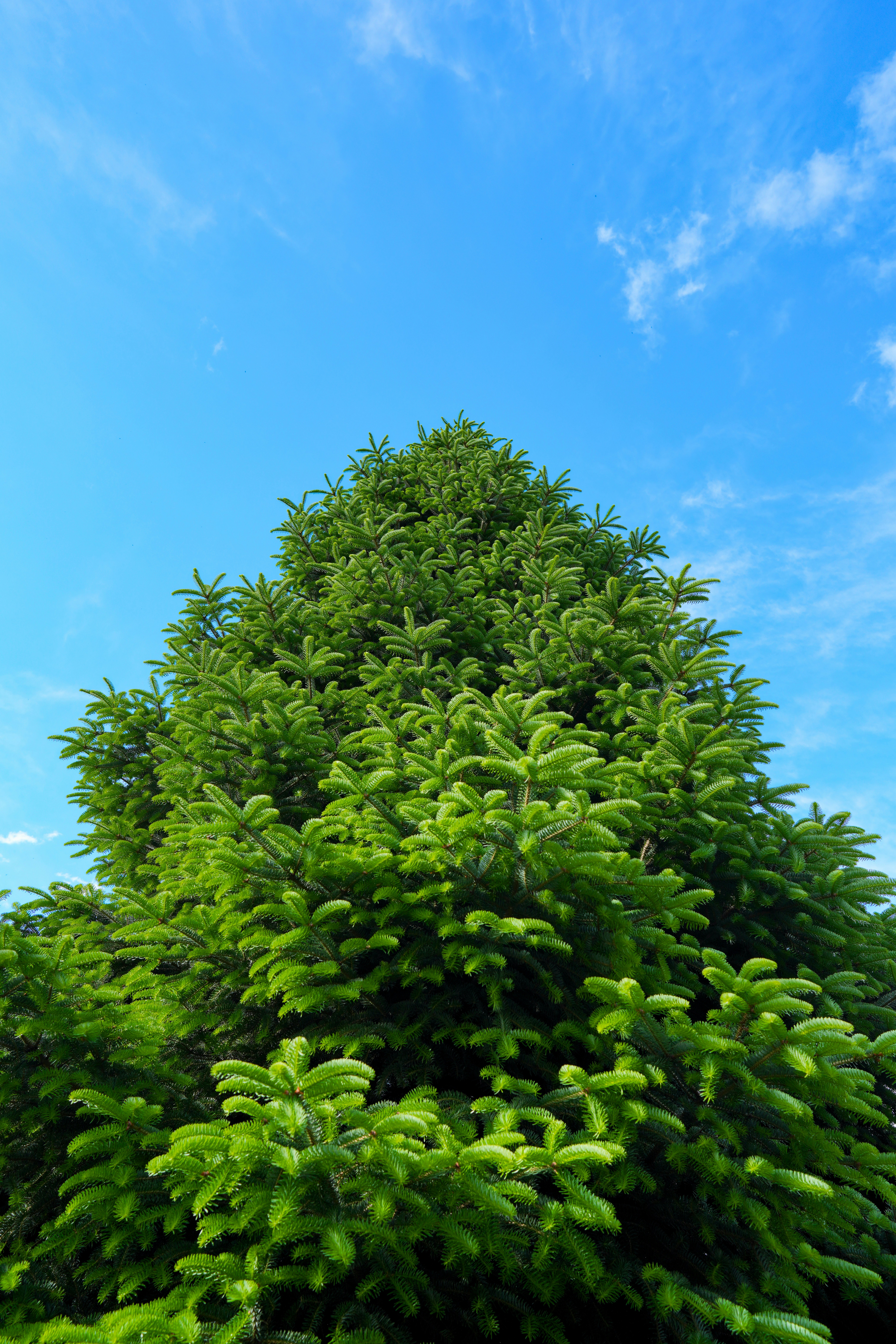 Verdant Conical Pine Reaching Toward a Bright Sky