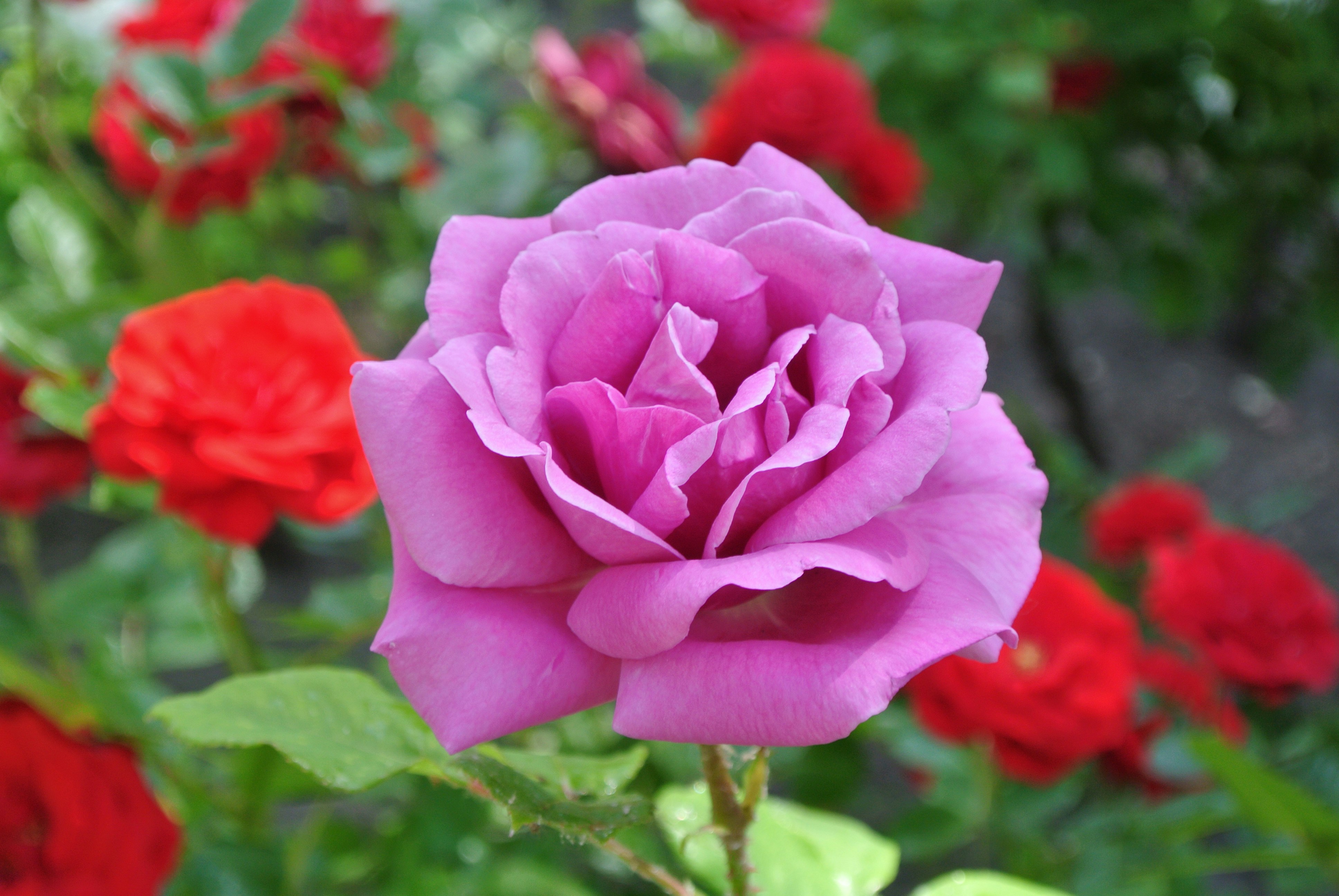 The Velvet Bloom: A Majestic Purple Rose in Focus