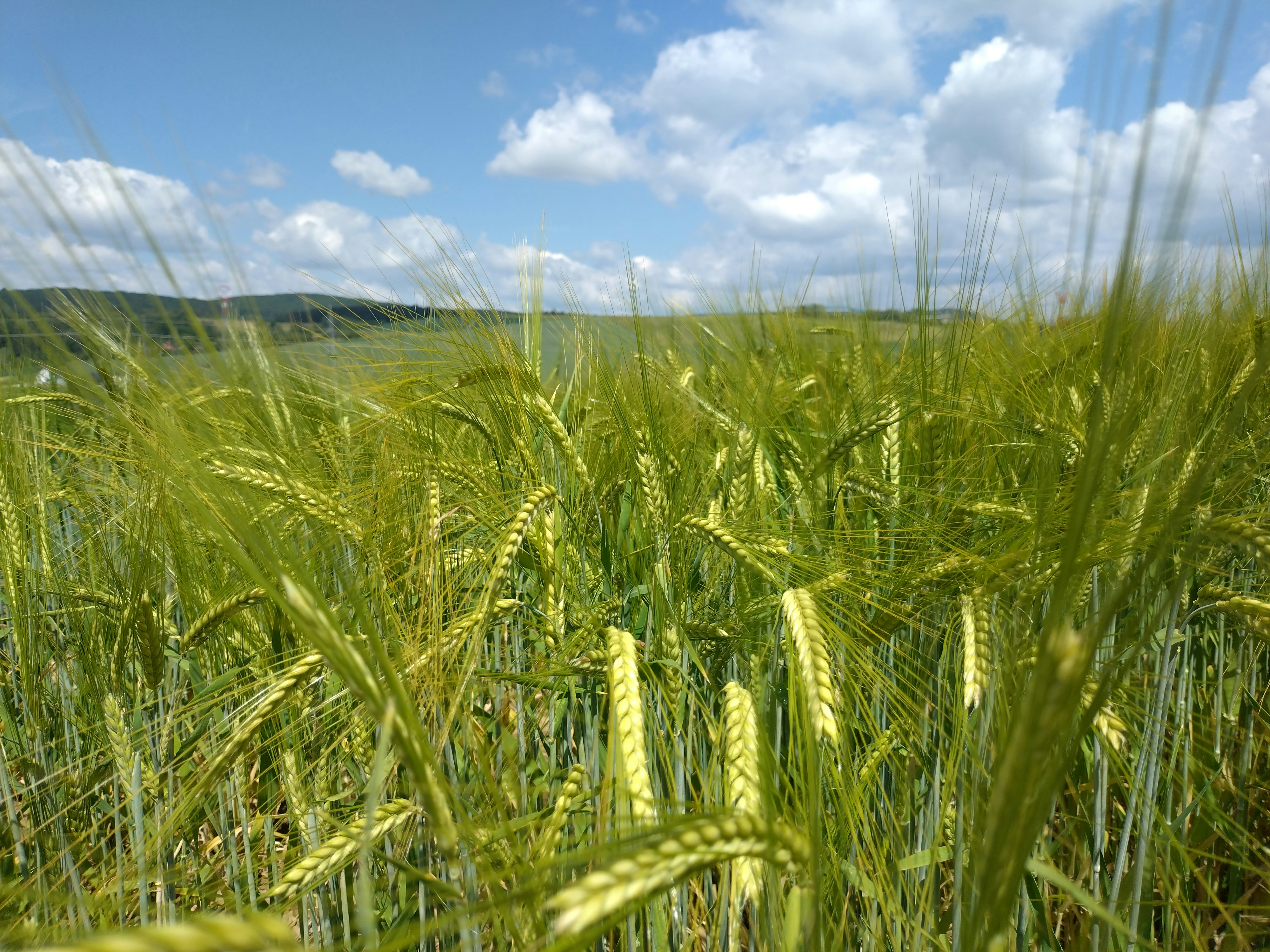 Golden wheat heads fill the foreground with a distant hillside and blue sky; a wide landscape emphasizing depth and texture, typical of a rural field scene.