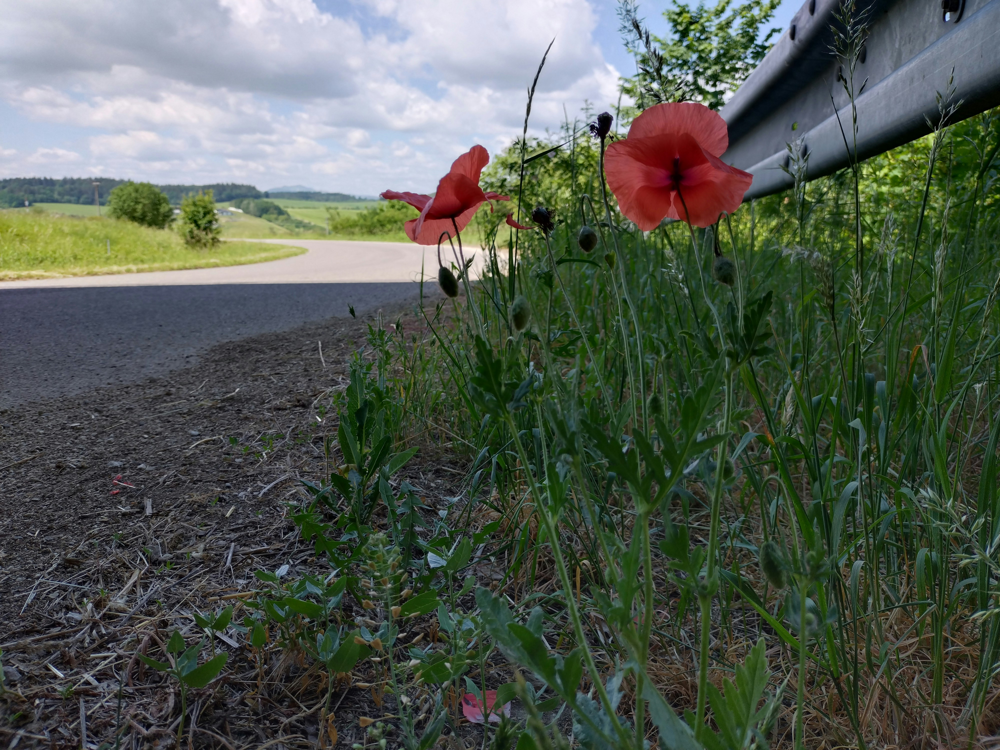 Red Poppies by the Roadside