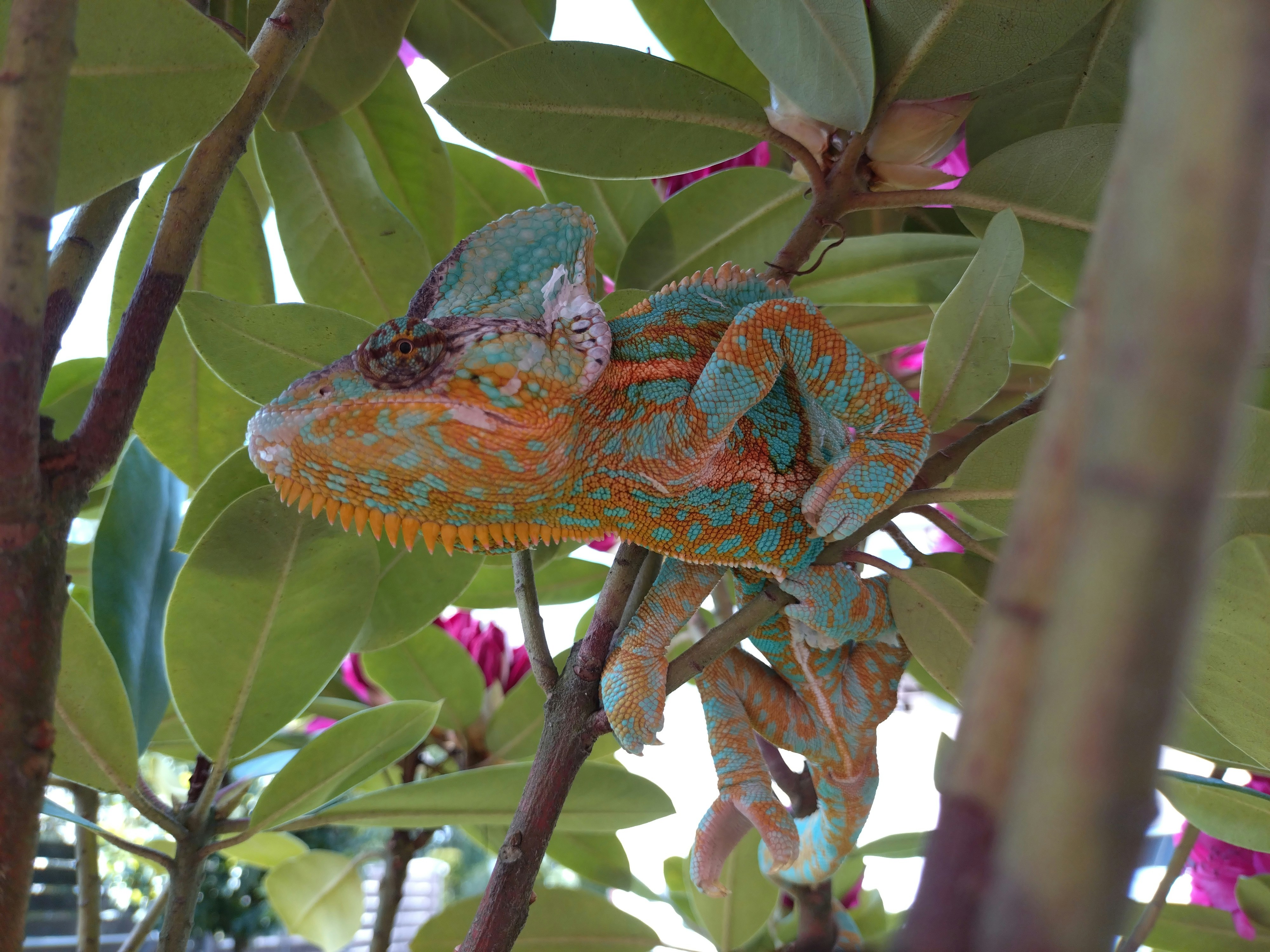 Emerald Mosaic: A Patience-Laden Chameleon Quietly Reposes Among Pink Bloom and Foliage