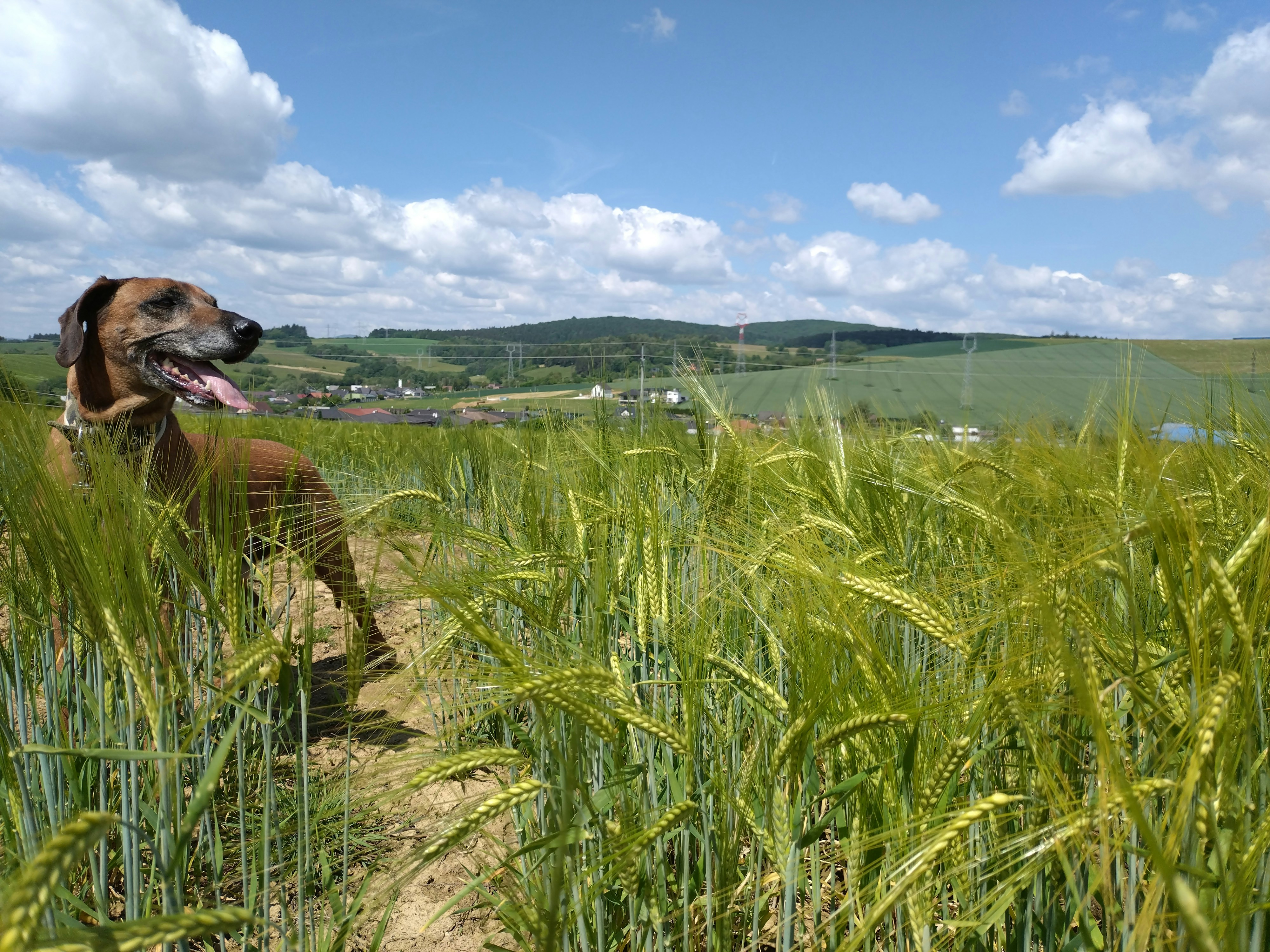 Golden Field Walk: A Hound Among Wheat with Distant Hills