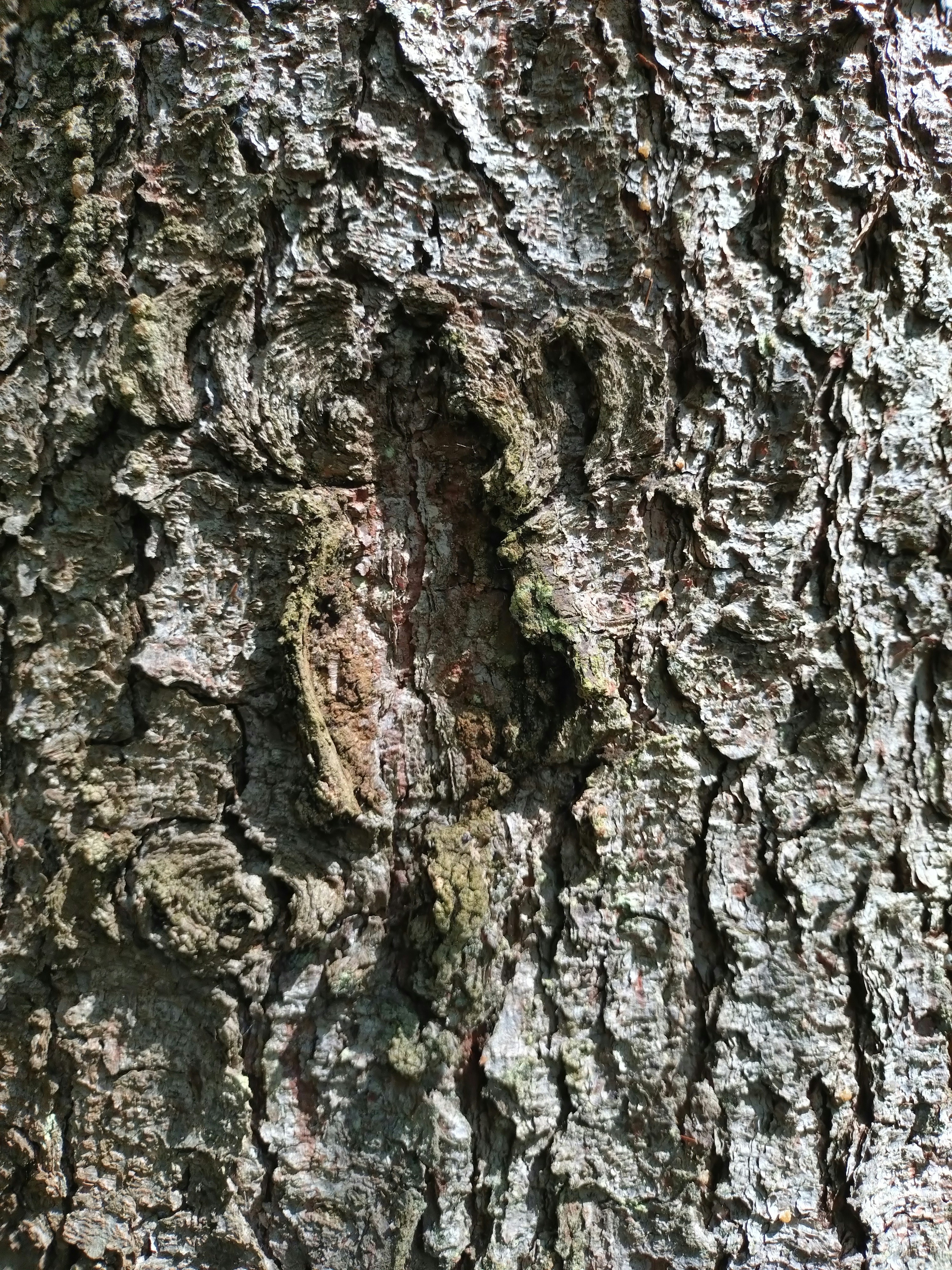 Close-up of deeply textured tree bark with mossy etchings and rugged grooves. A natural study of pattern and surface detail suitable for texture analysis.