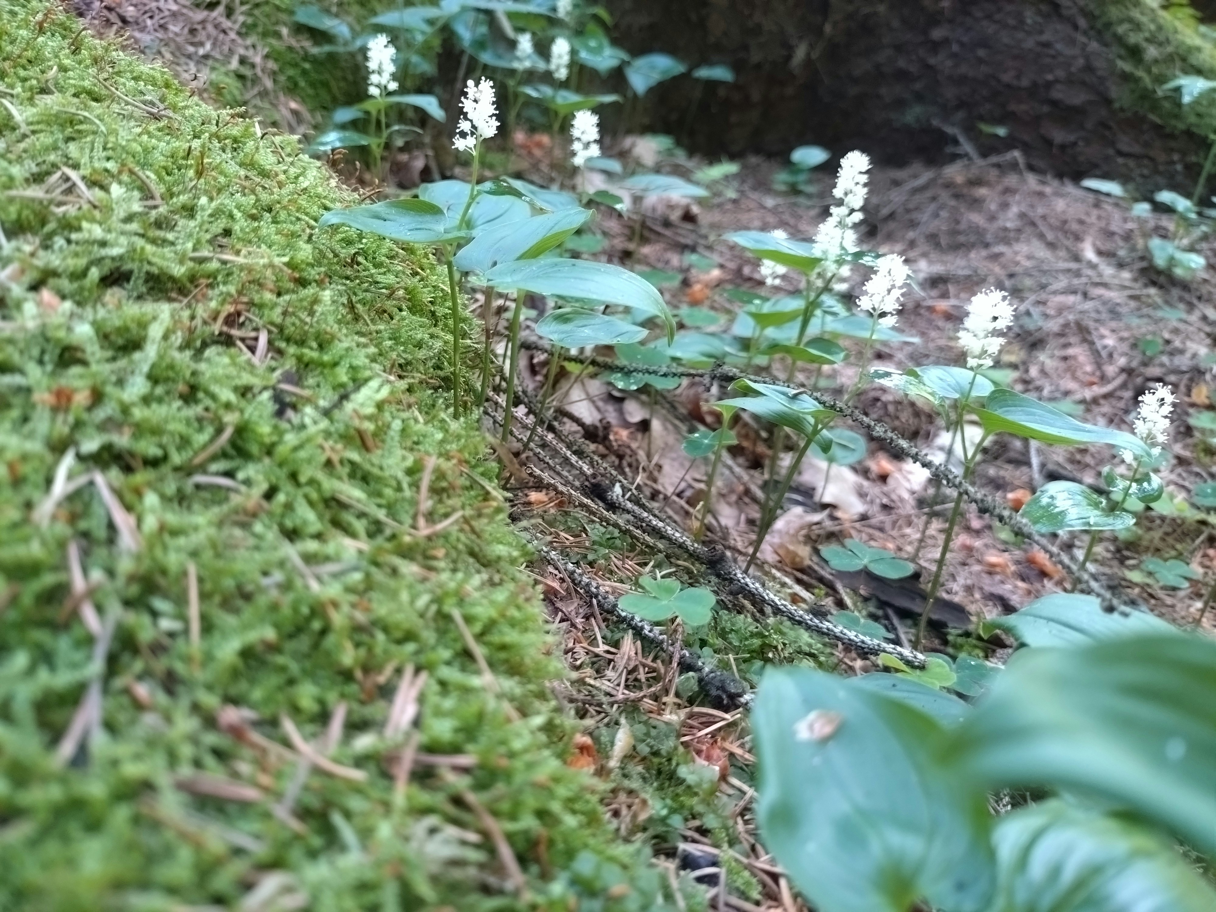 Close-up of a moss-covered bank with small white wildflowers and green leaves along a forest floor; a natural, tranquil garden edge.