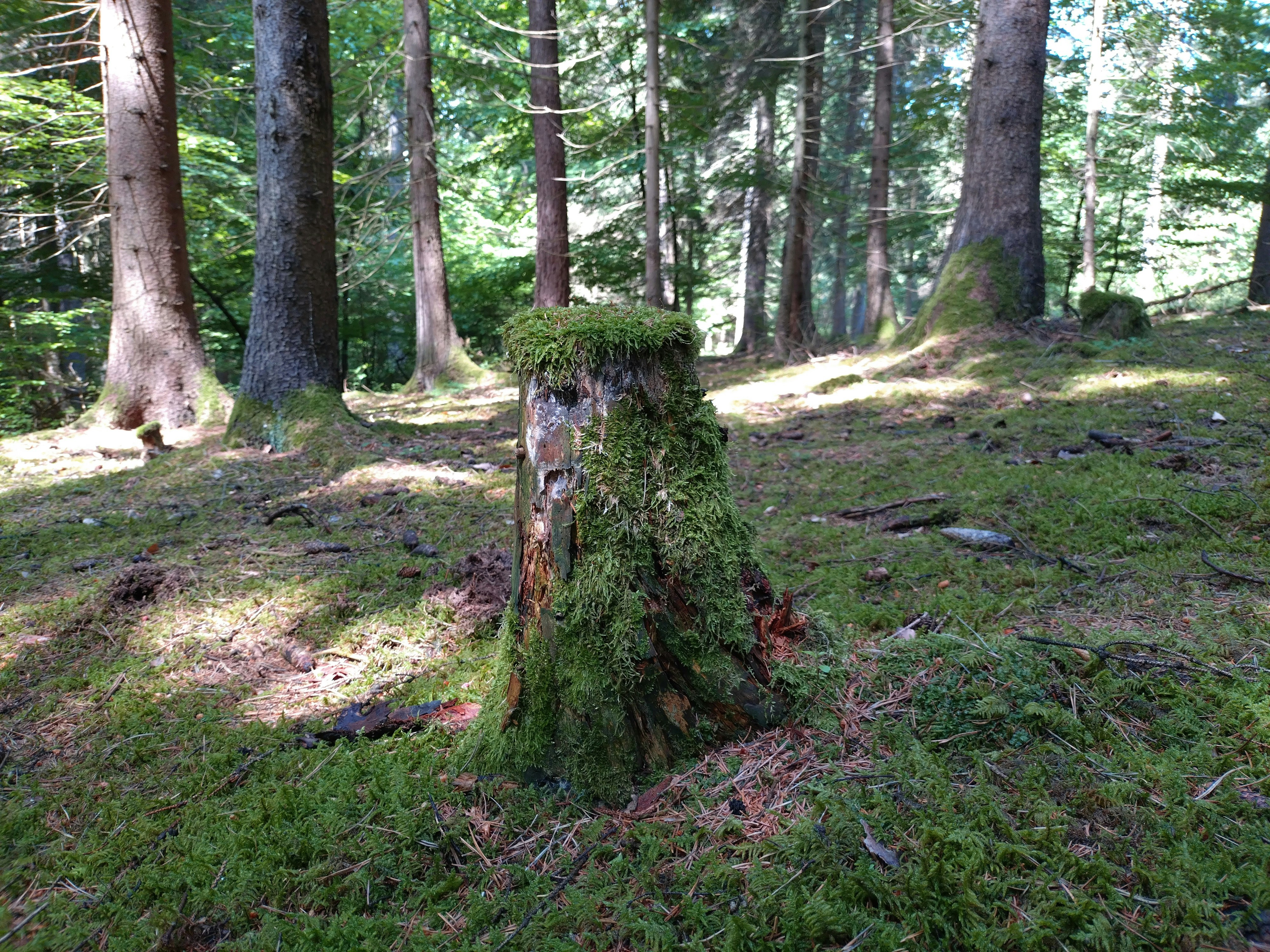  moss-crowned stump in a sun-dappled pine forest
