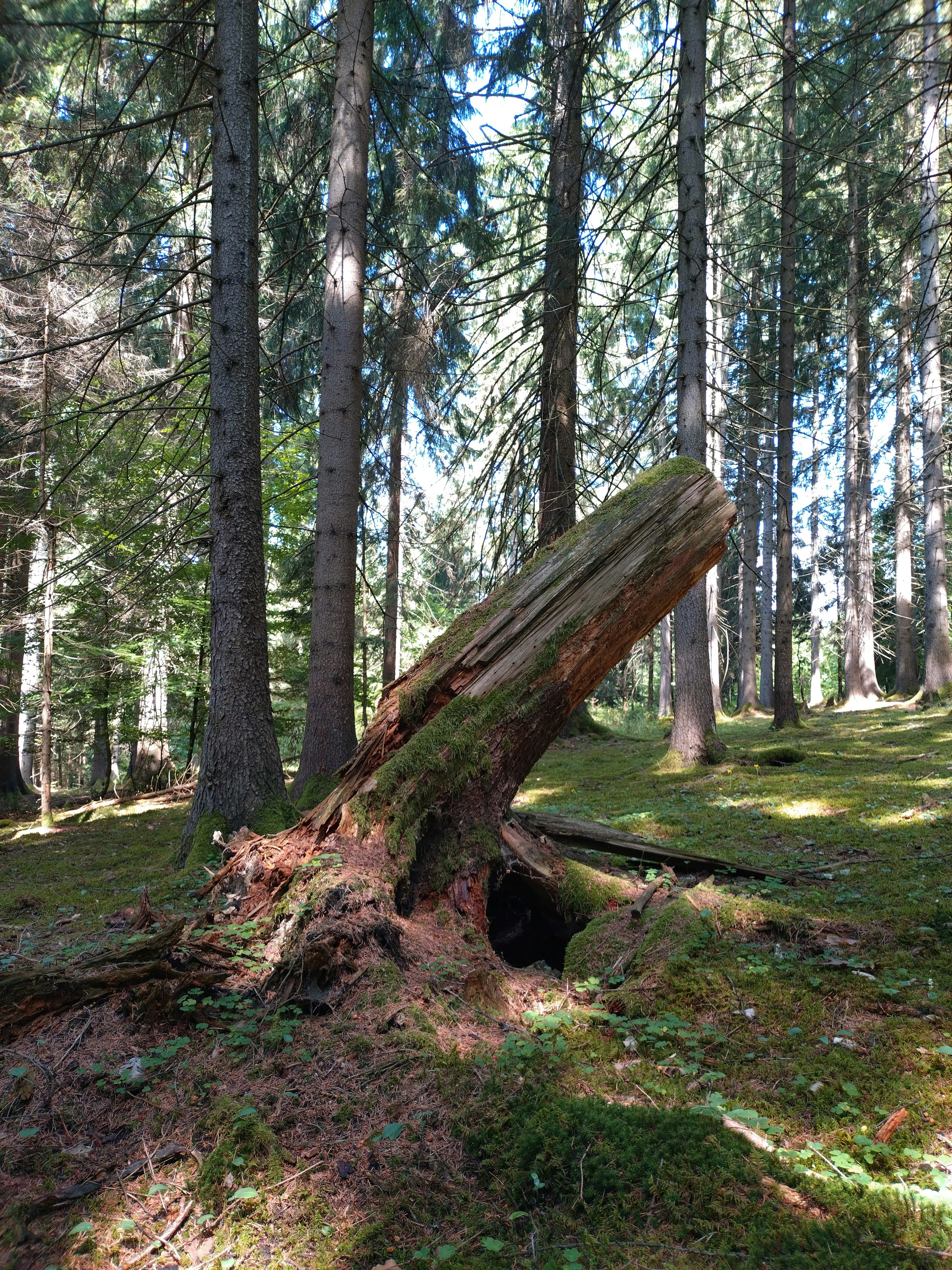 Sunken Sentinel: A Fallen Cedar in a Quiet Pine Forest