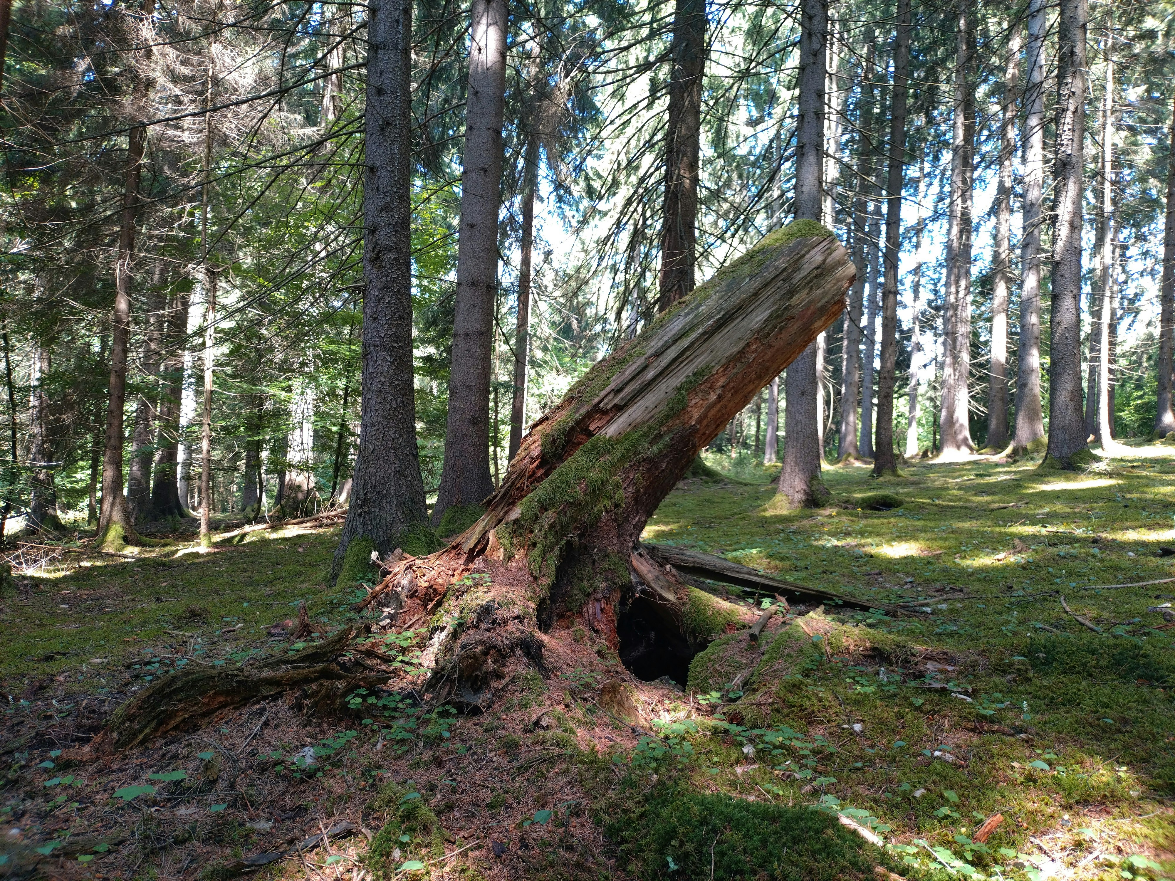 Rotting Behemoth in the Pines