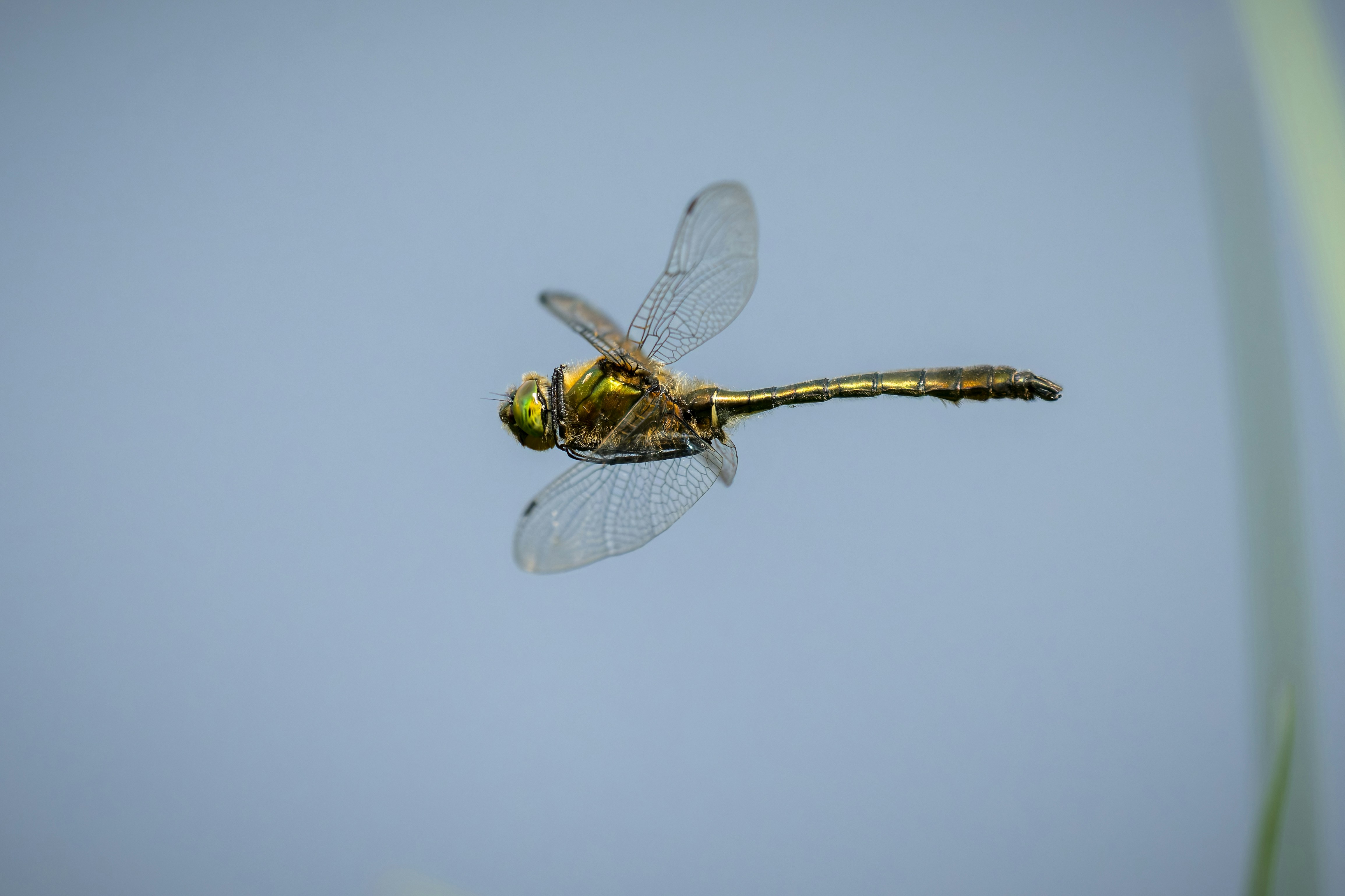 Tiny Dragonfly, Big Focus: A Close-Up on Emerald Eyes