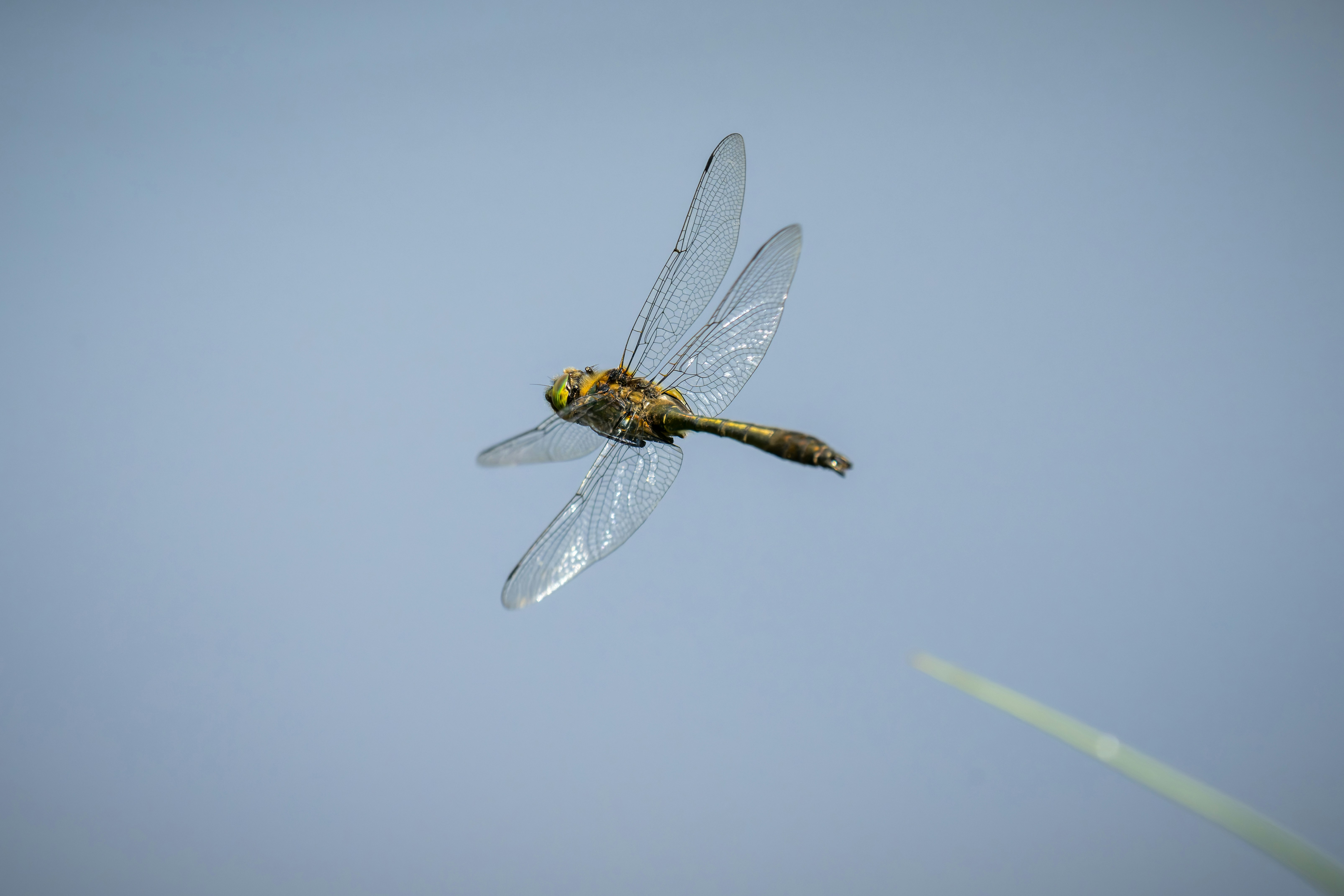 Dragonfly in a Quiet Sky: Close-Up of a Delicate Winged Minute