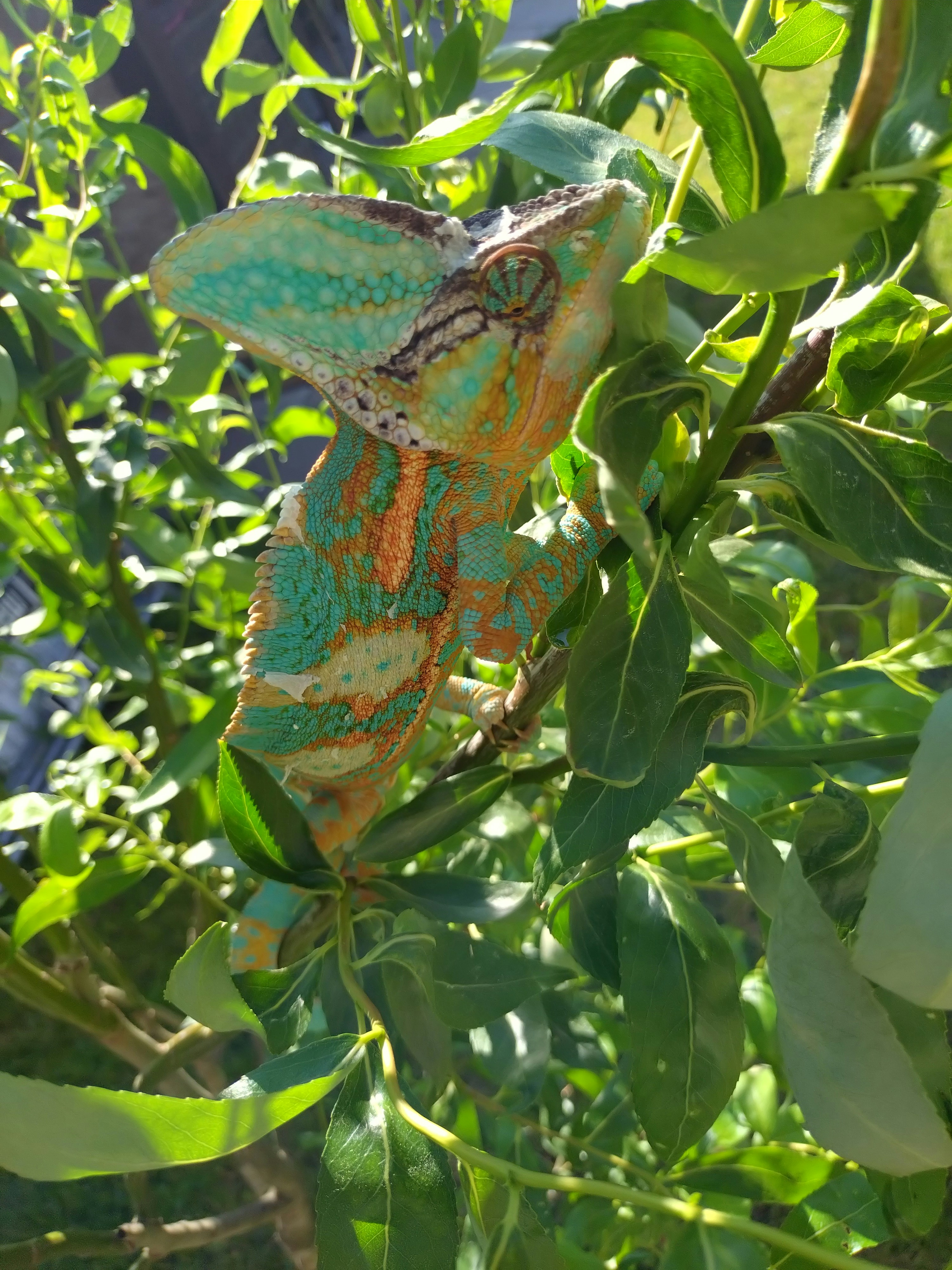 Emerald Chameleon: A Colorful Camouflage Amid Green Veils