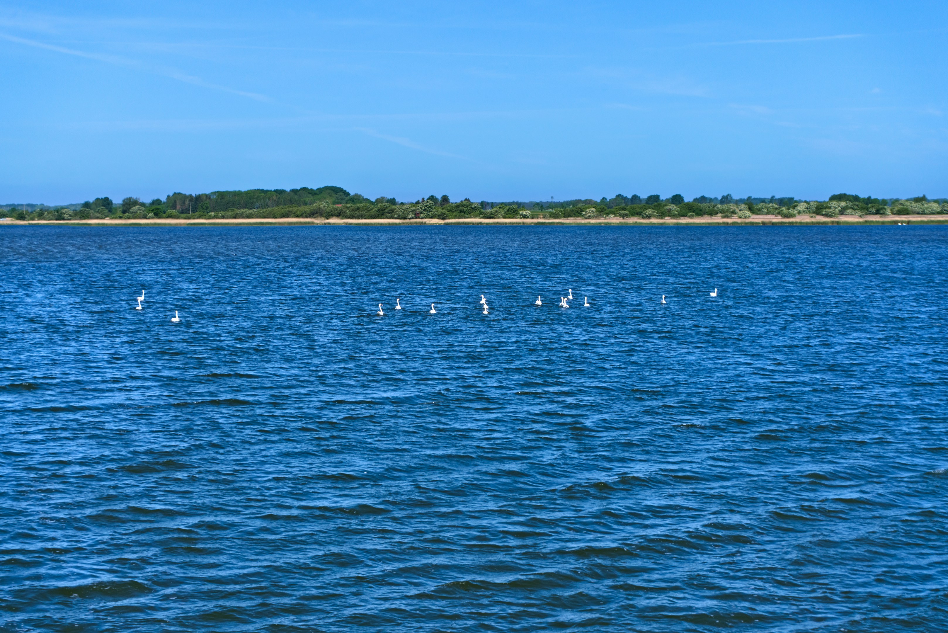 Azure Wavelengths: A Seascape of Distant Seabirds
