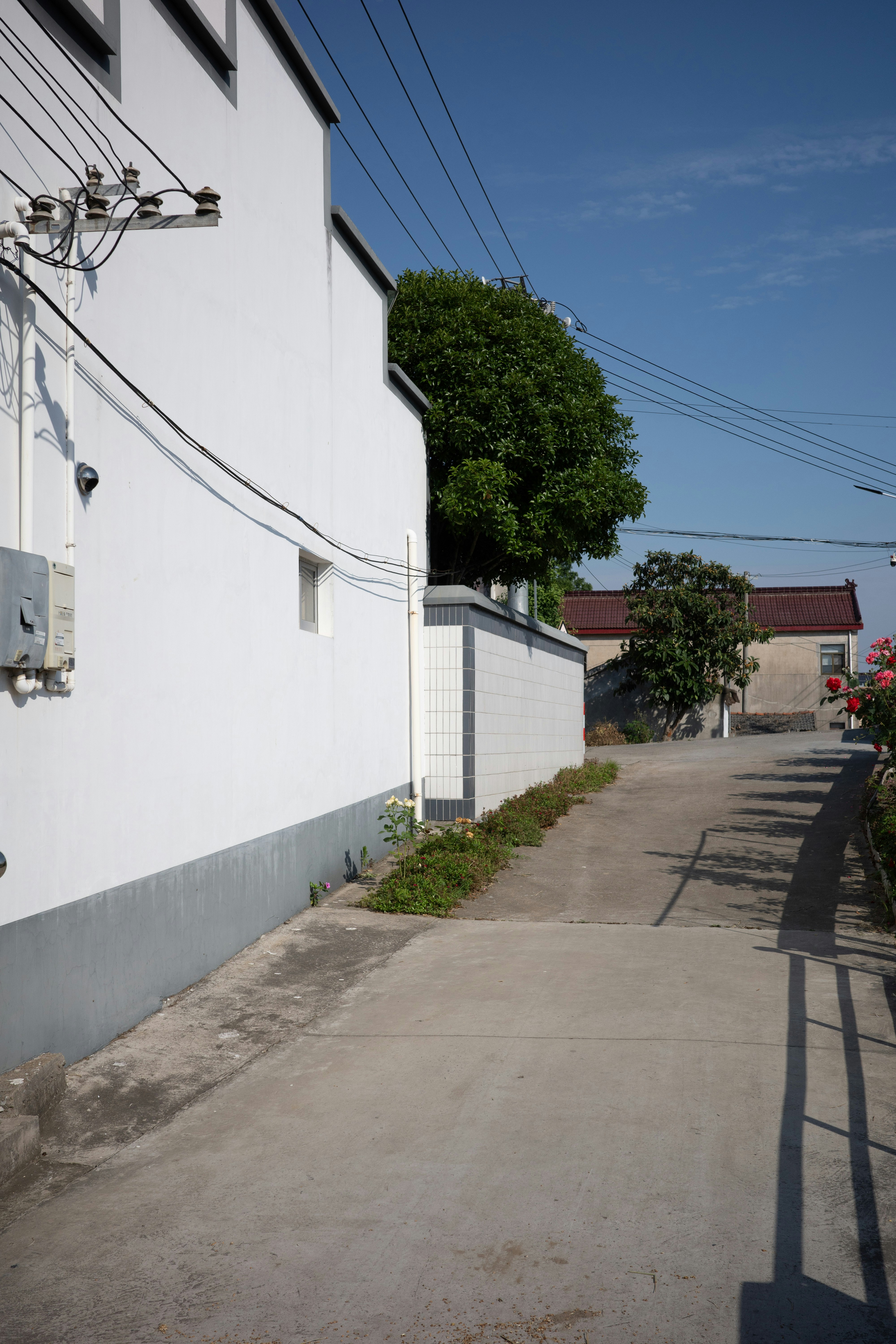 Sunny concrete path alongside white walls and green foliage.