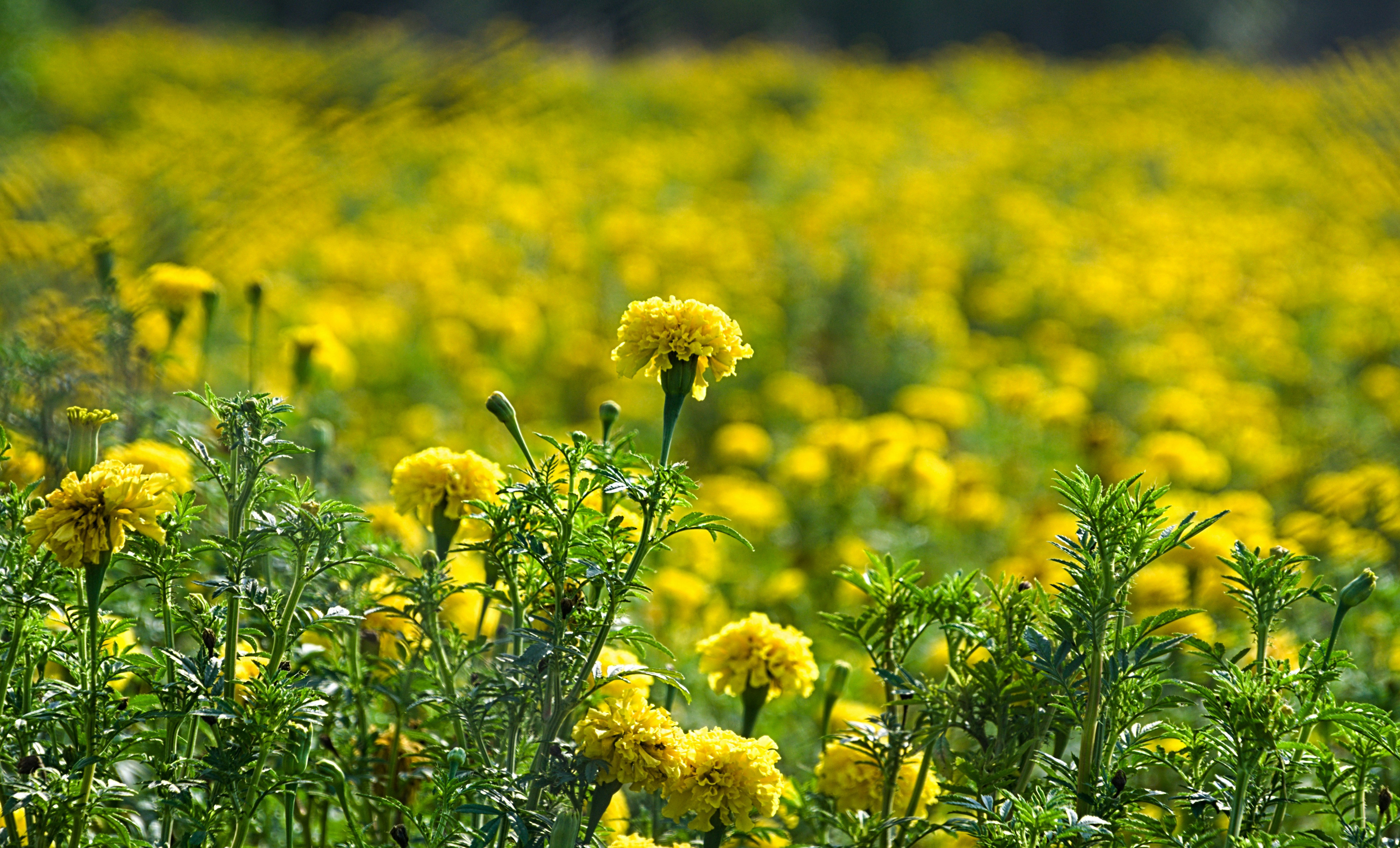 Sunlit Marigold Field: A Sea of Yellow in Focus