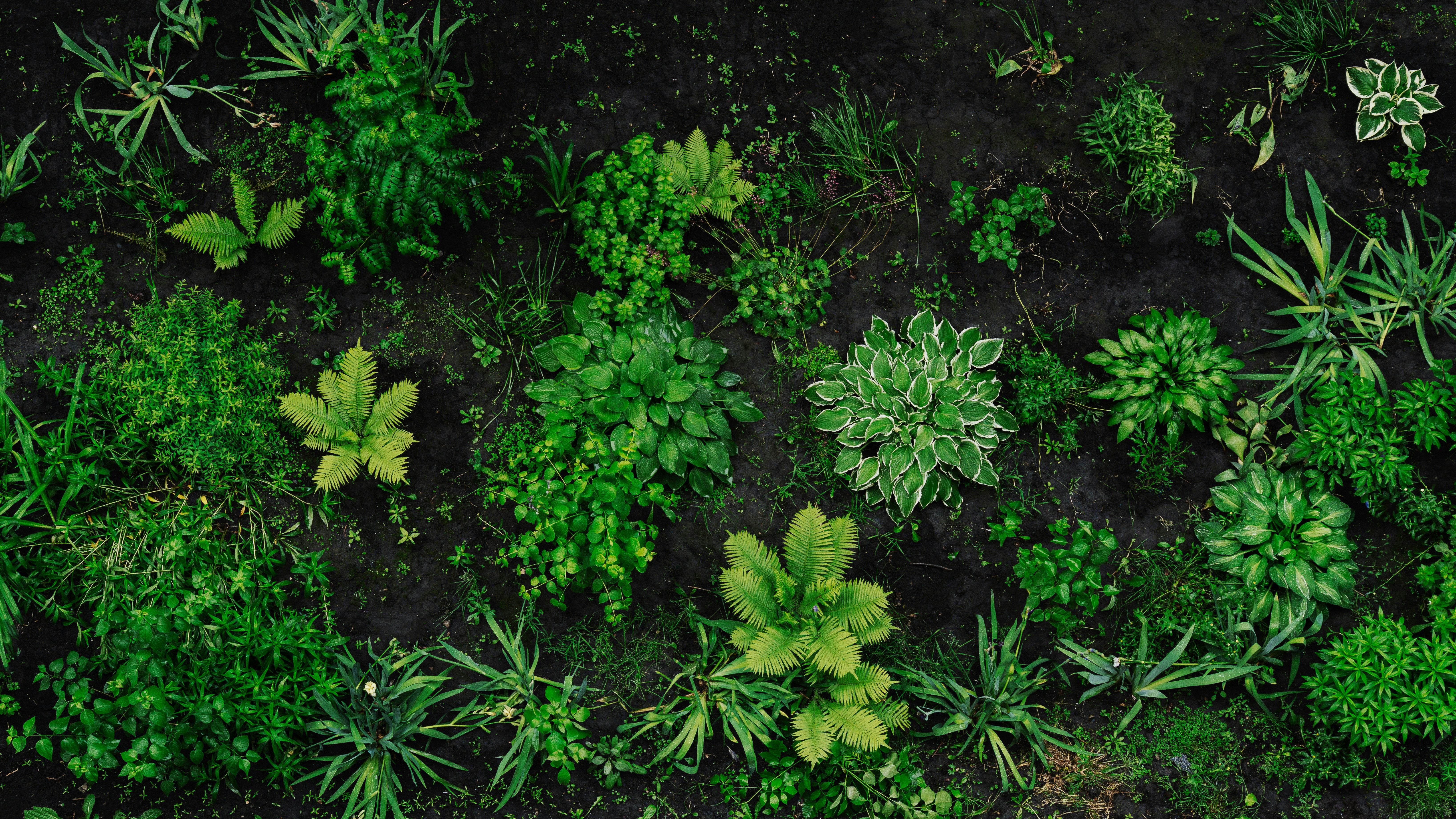 Verdant Ceiling: A Top-Down Mosaic of Ground-Level Foliage