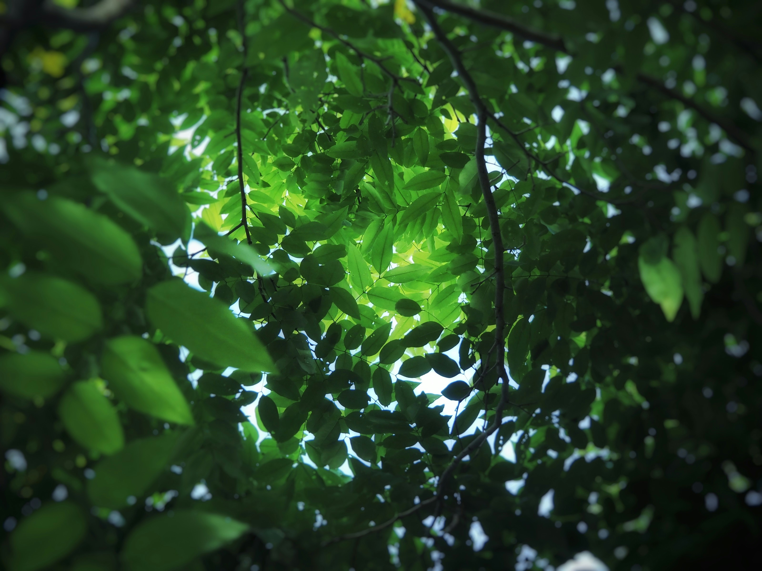 Sun-dappled leaves form a vivid green canopy with a bright break in the center, capturing the moment where light penetrates through foliage.