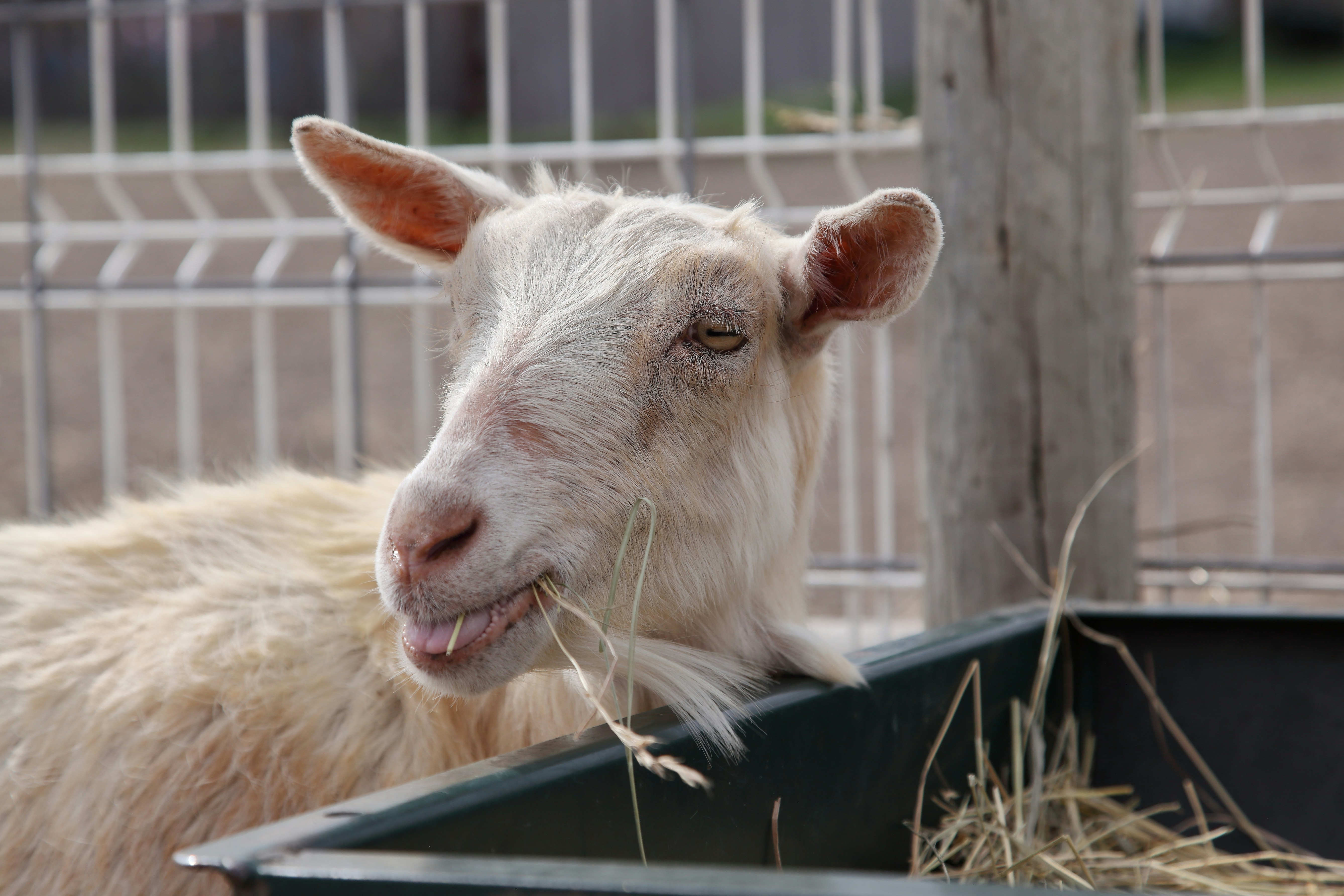 Gentle Curled-Lip View of a Barnyard Goat