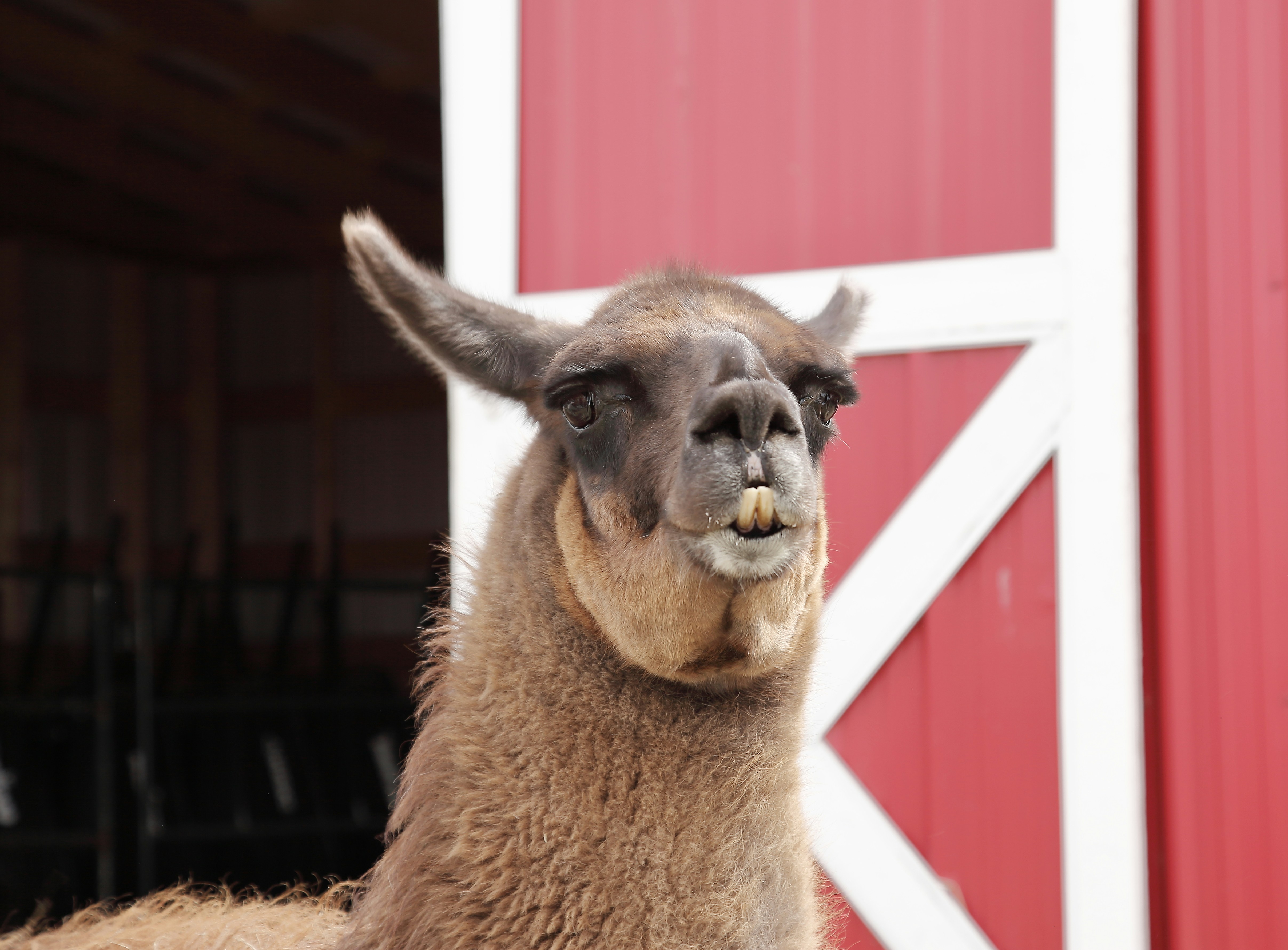 Llama with a Bold Gaze at the Barn Door
