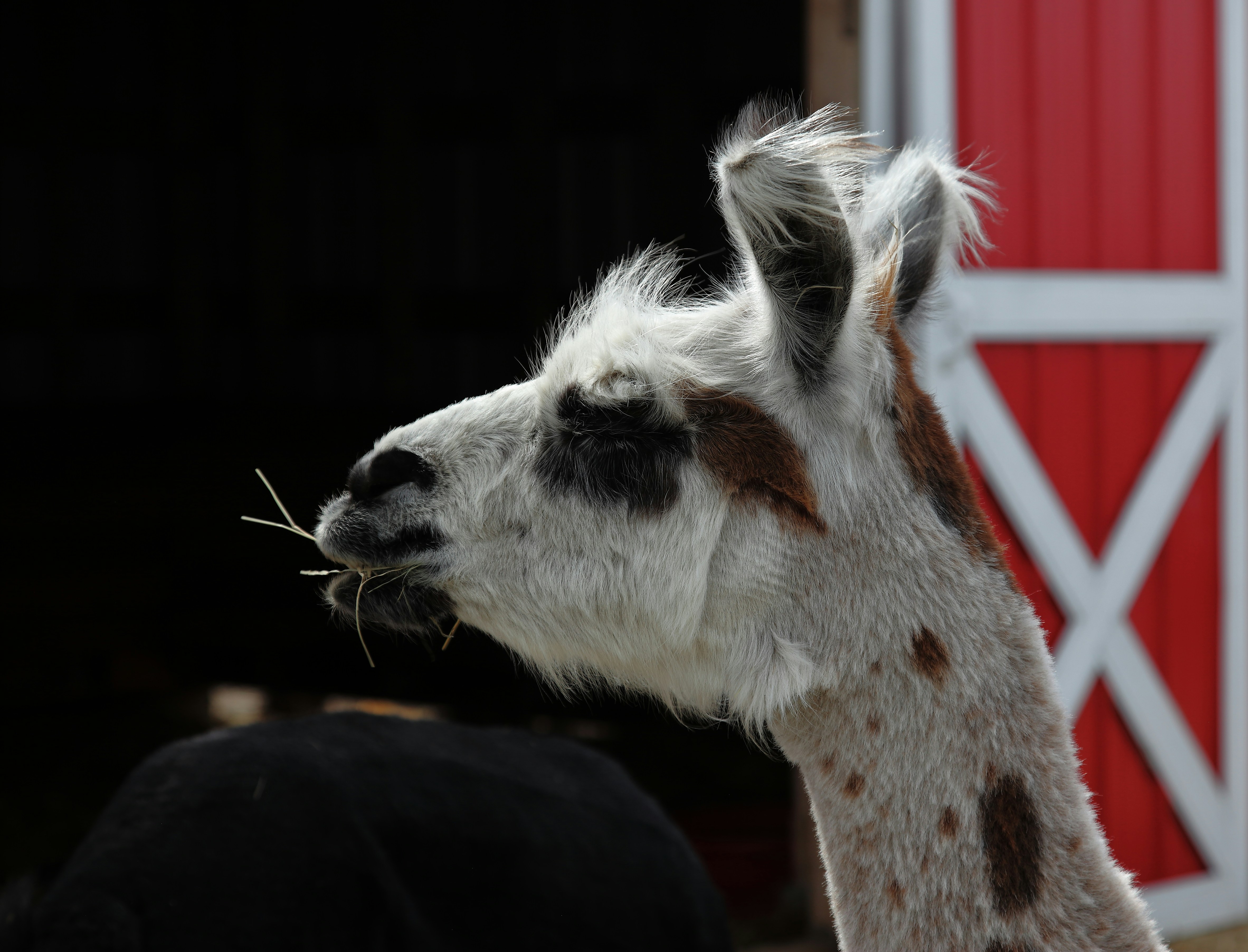 Grazing Gaze: A Girth of Light on a Barnyard Giraffe-like Head in a Red Barn