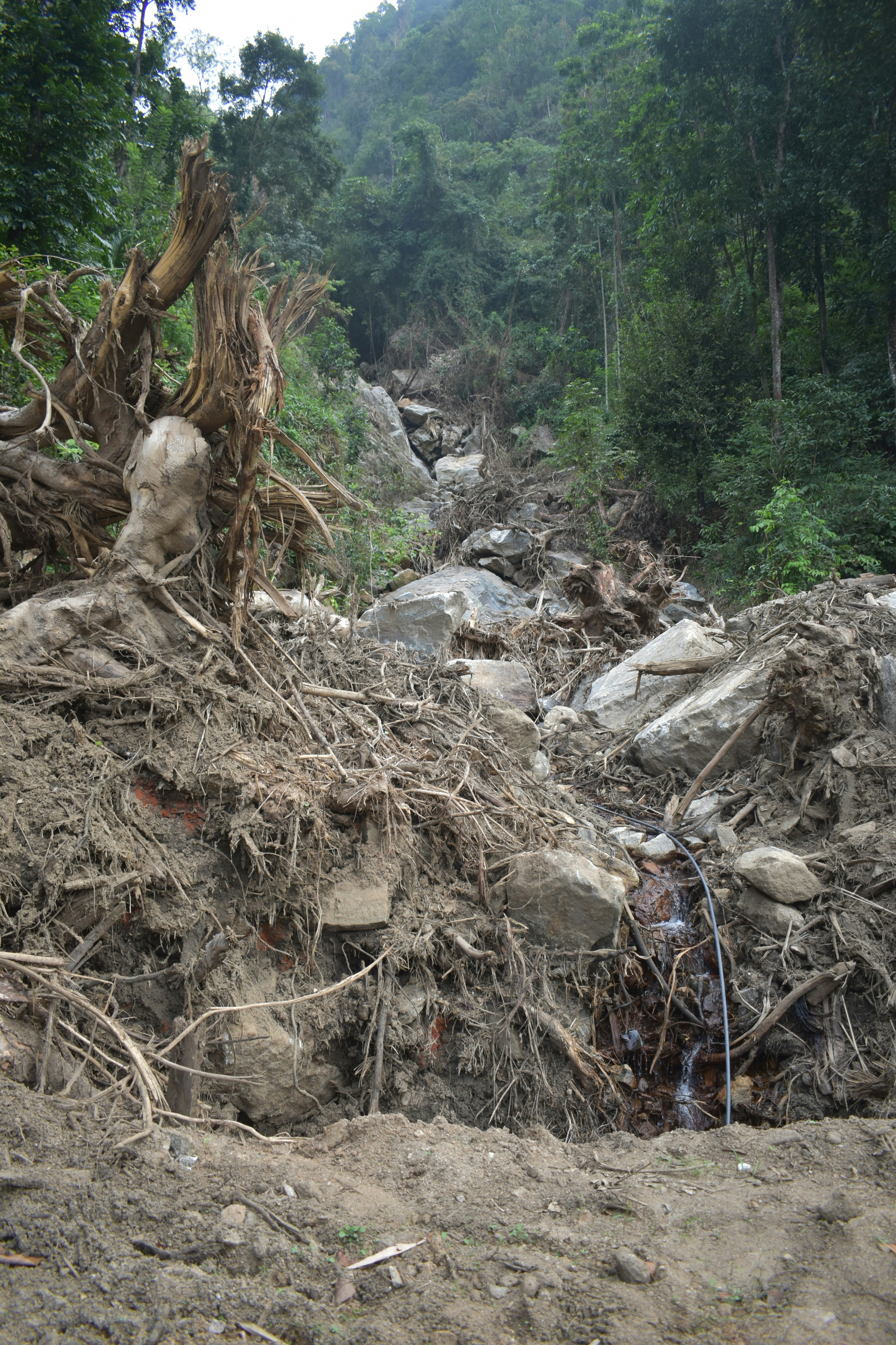 Ravine Backdrop: Exposed Roots and Mud-Ced Crag in a Forest Clearing