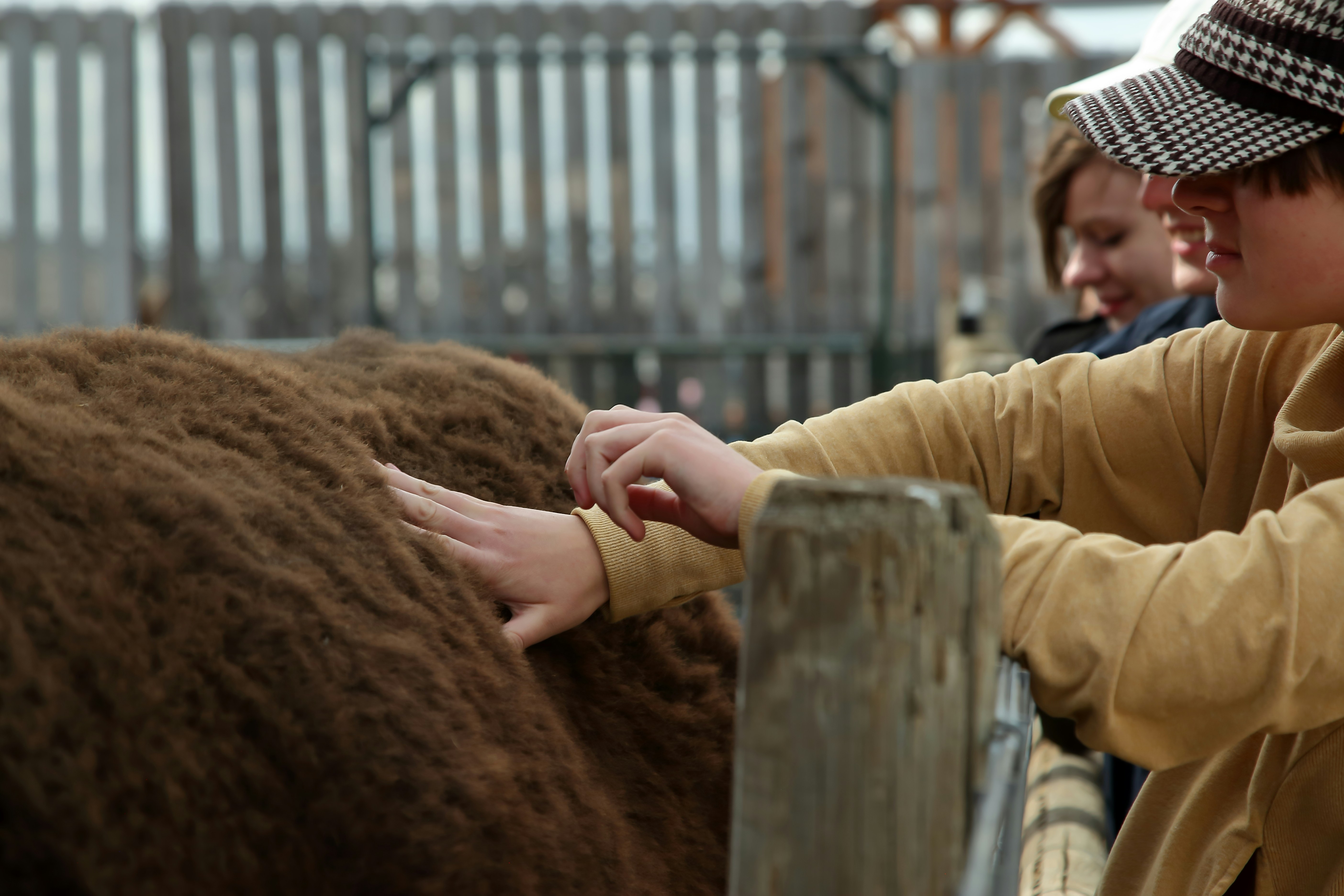 Hands on the Coat: Gentle Grooming at the Fence