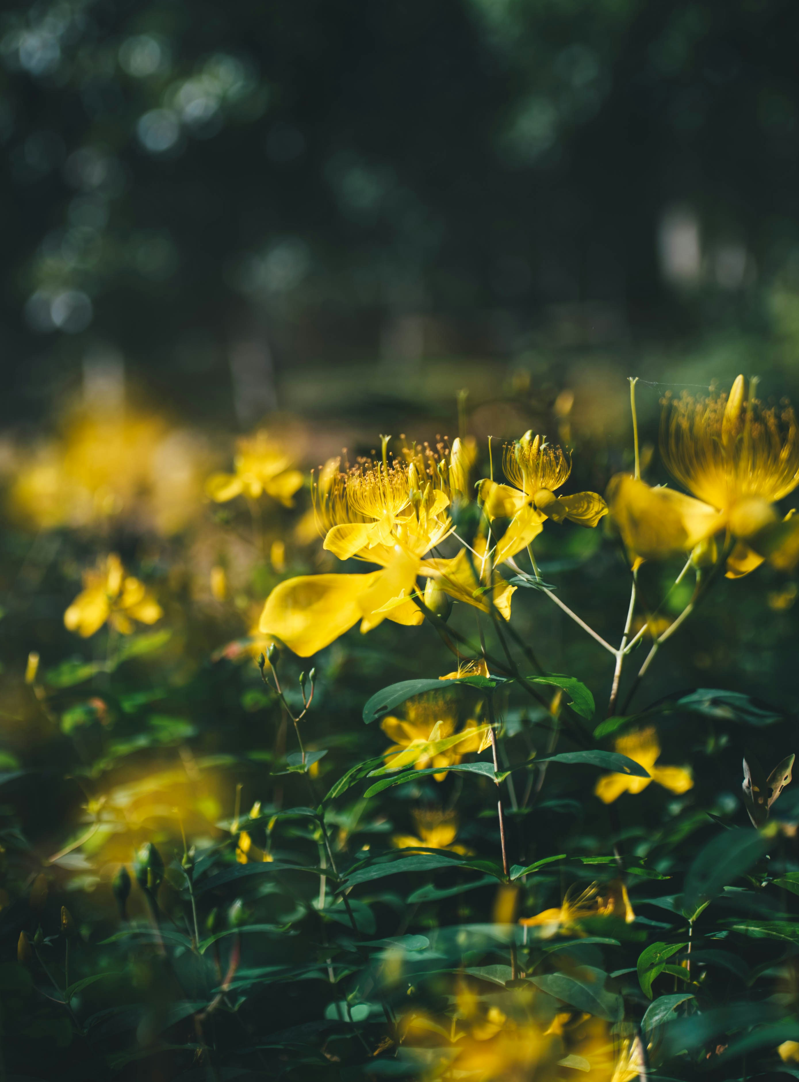 Golden blaze: yellow blossoms in soft bokeh sunlight