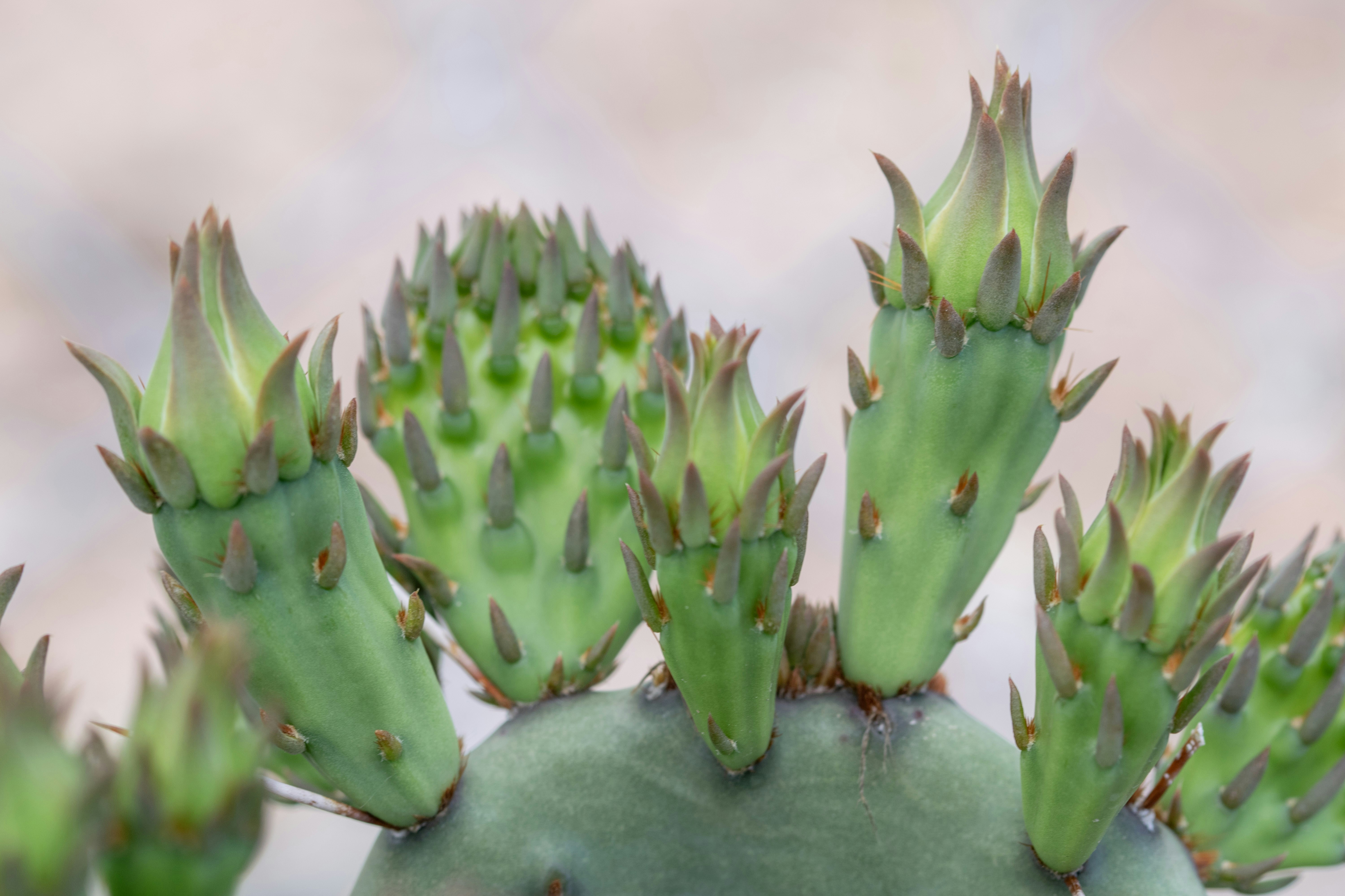 Emerald Spires: Close-Up of a Prickly Perspective