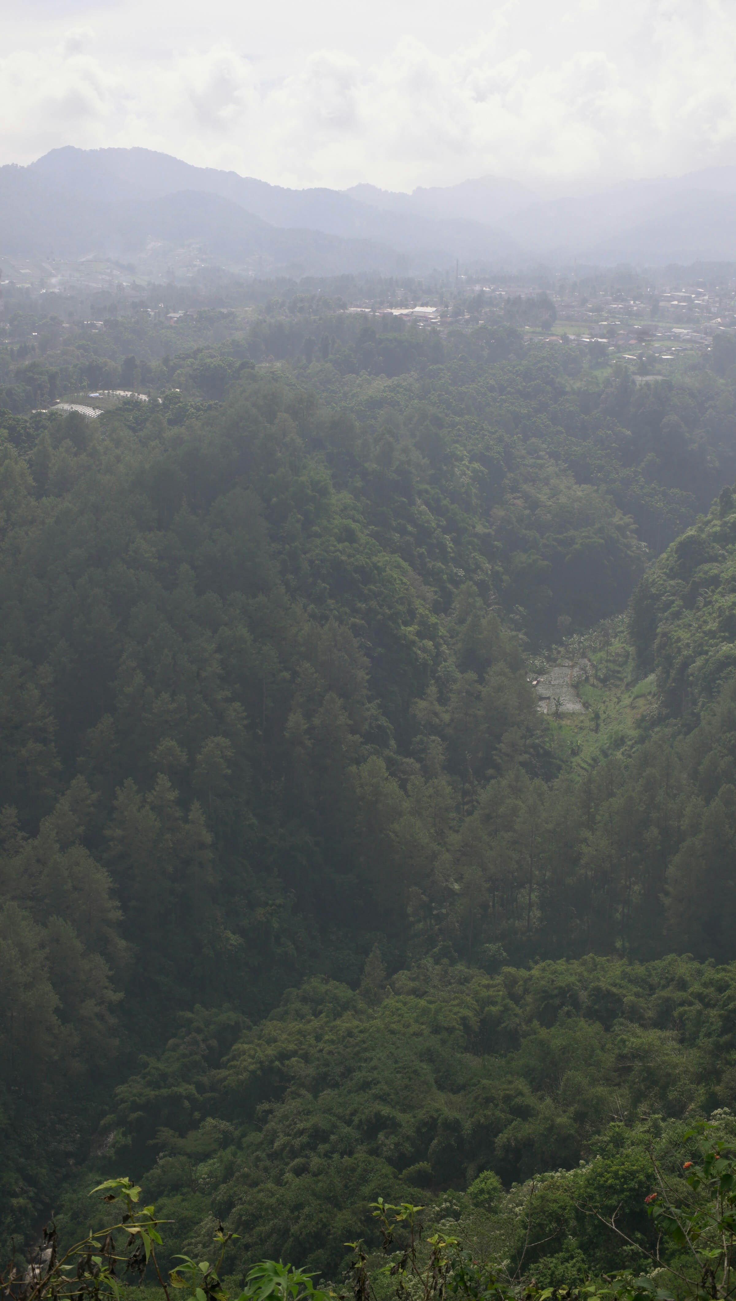 Misty Valley Overlook: Distant Ridge Above a Pine Forest