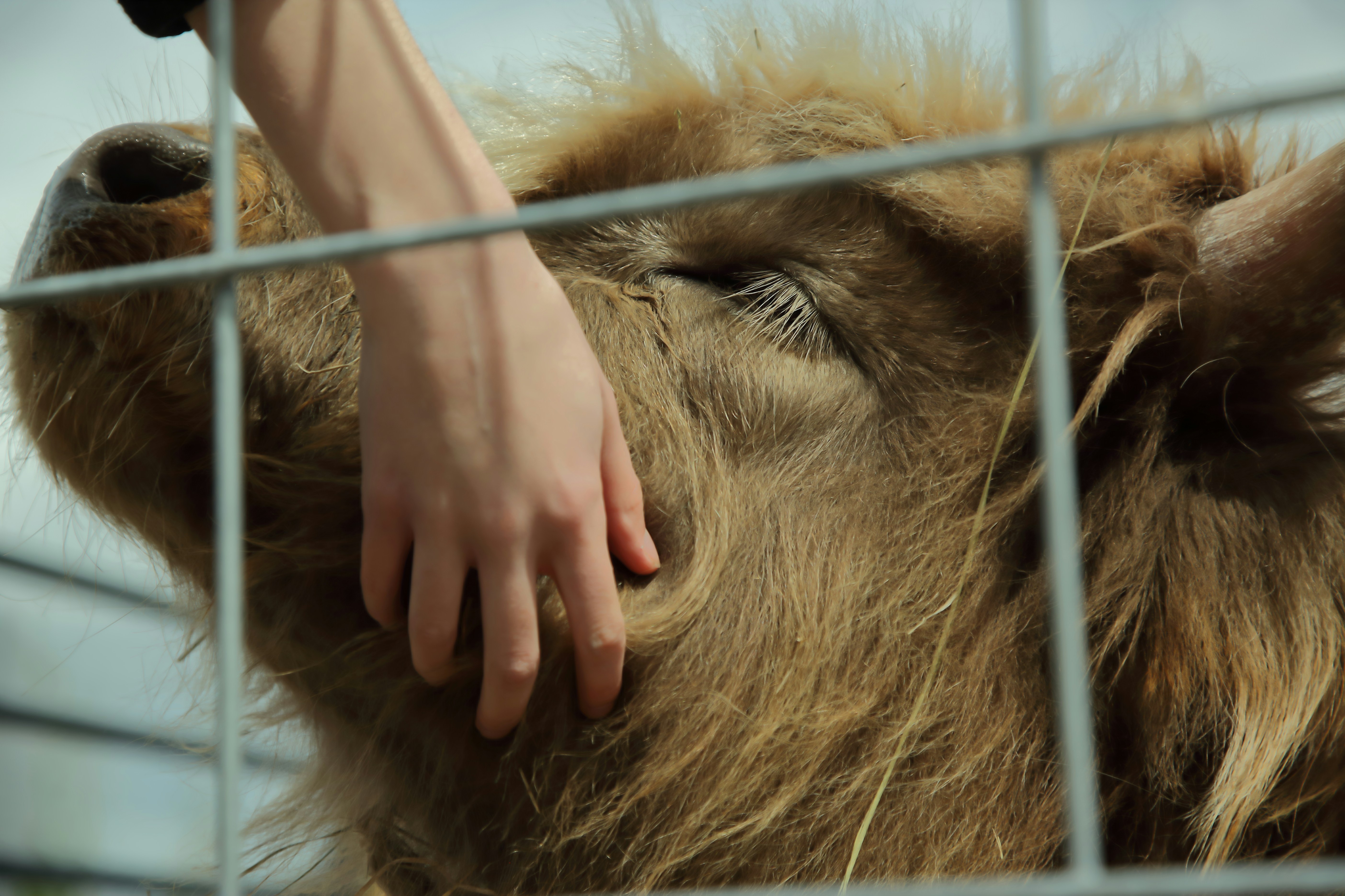 Among the Bars: A Gentle Moment with a Dreamy Cairn of Fur
