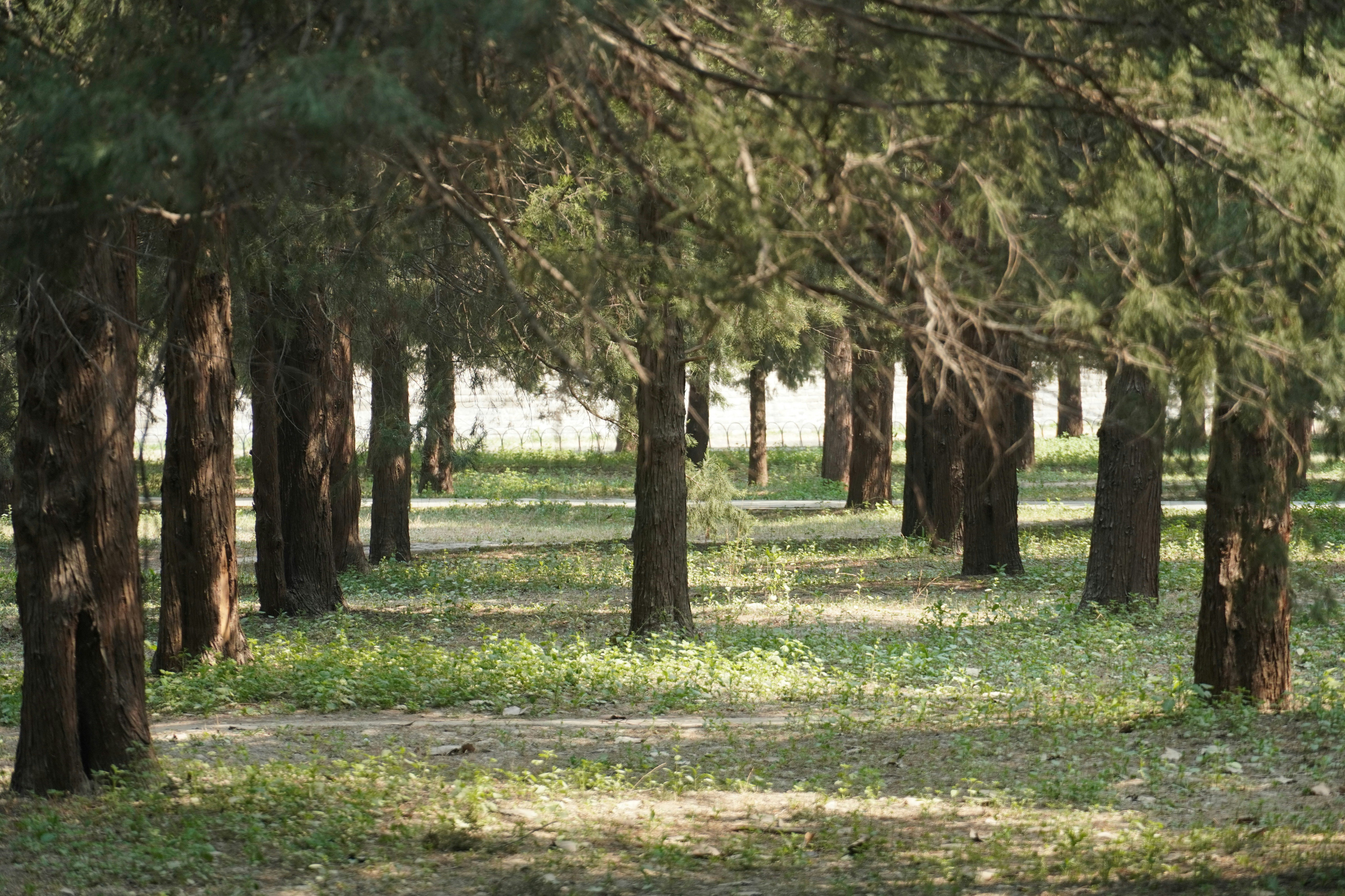 Sunlit Aisle: Converging Trees in Evening Shade