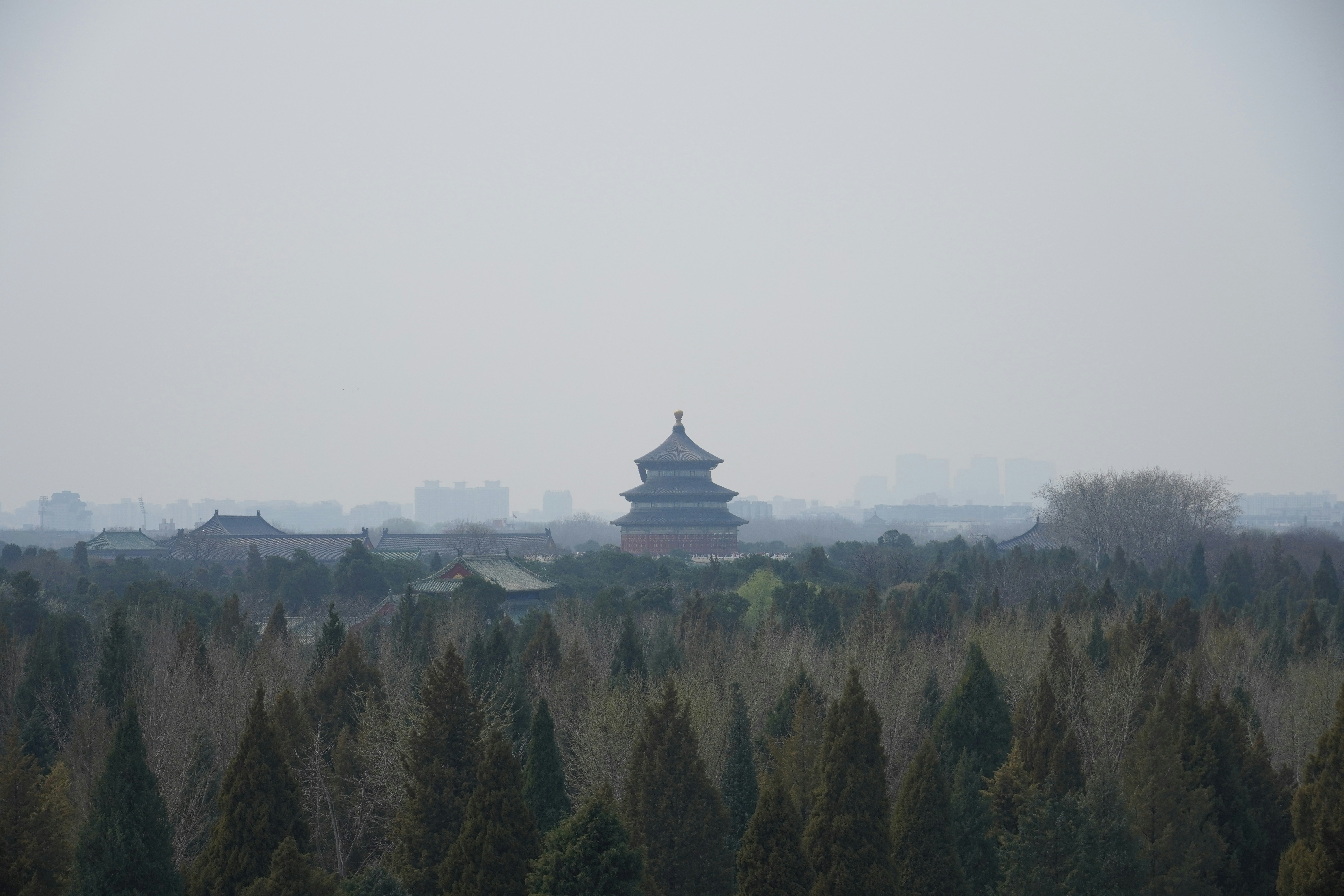 Temple silhouette over a pine forest at twilight