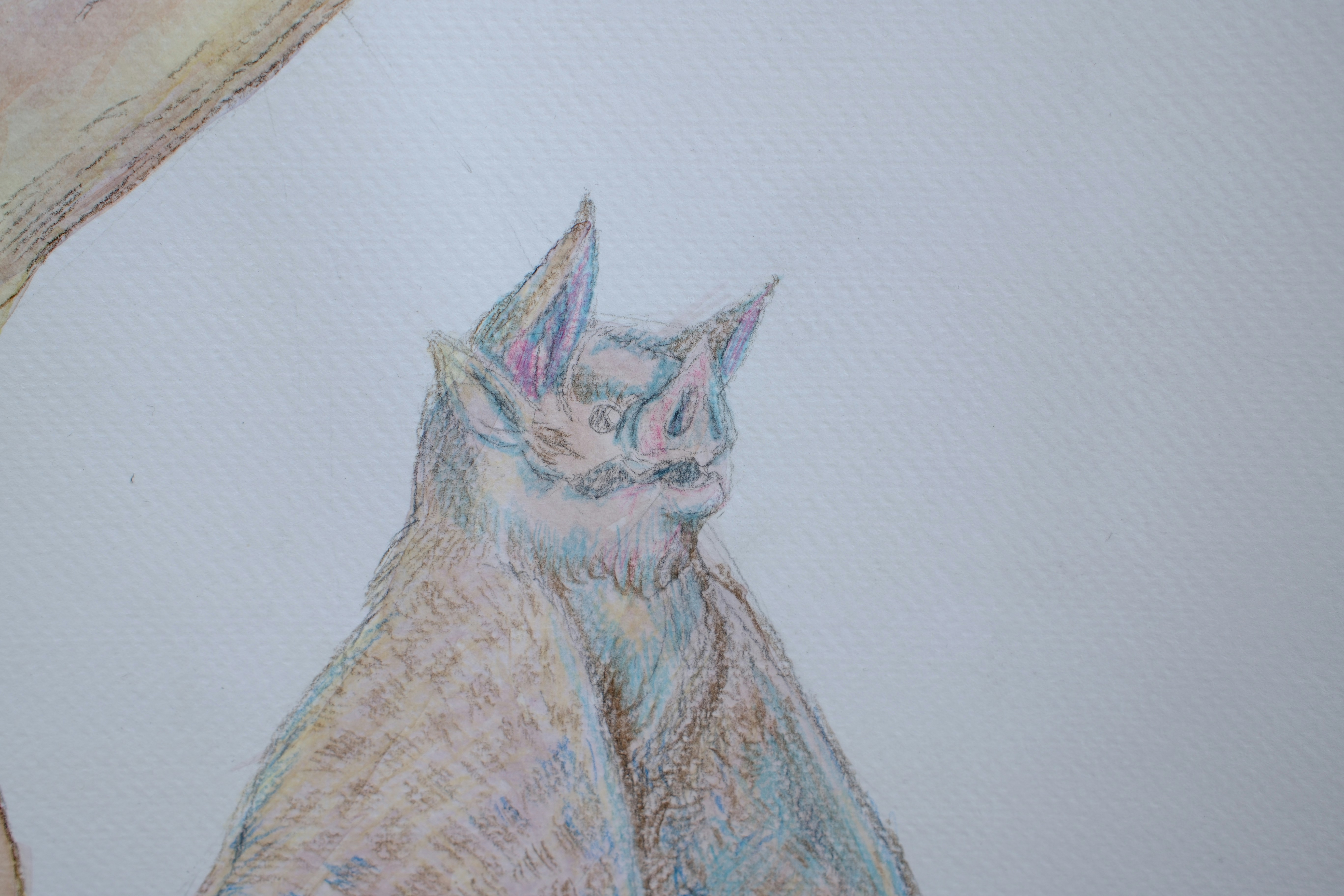 A drawing of a light-colored bat with large ears.