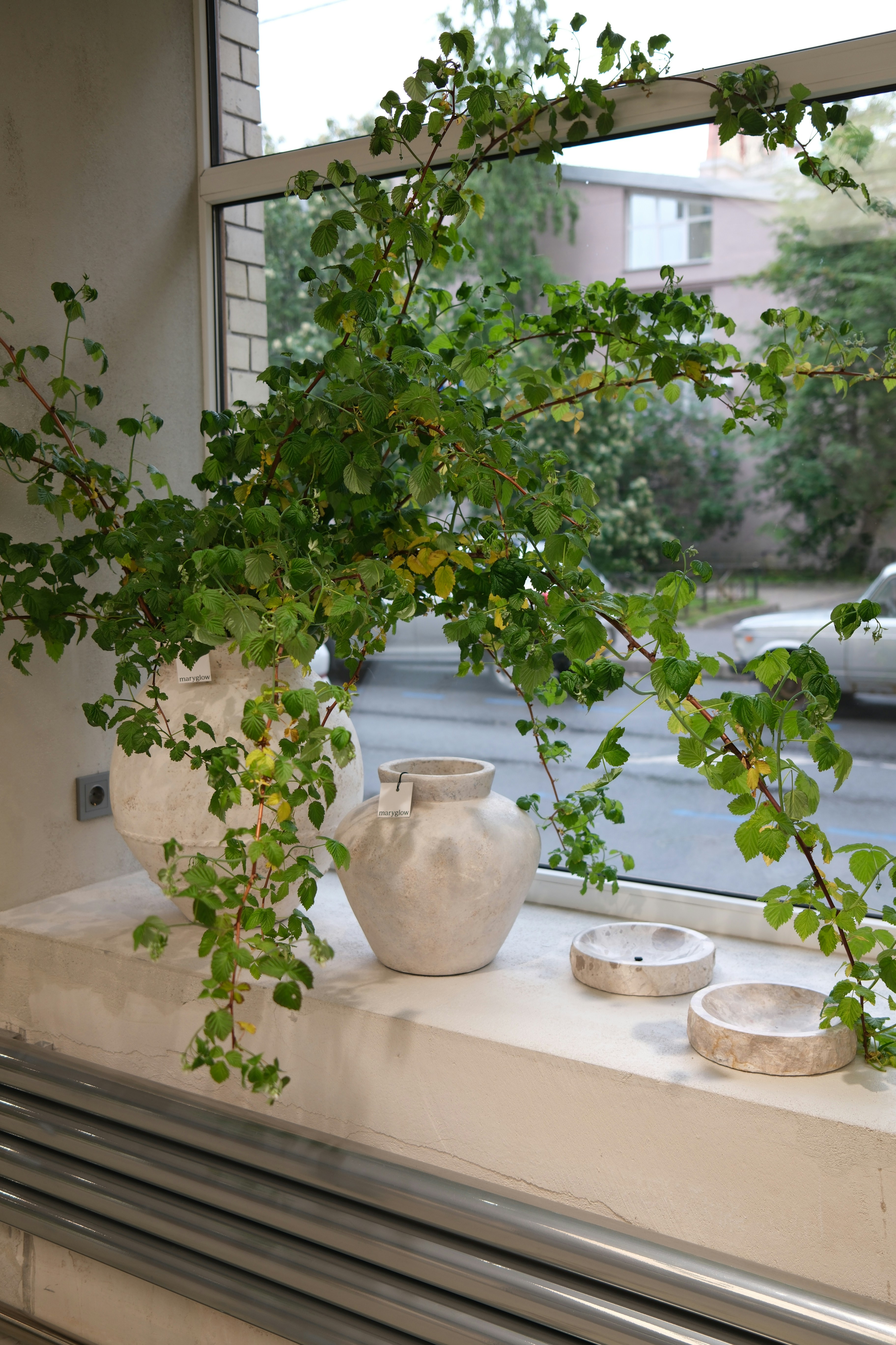 Vines on a sunlit Windowsill
