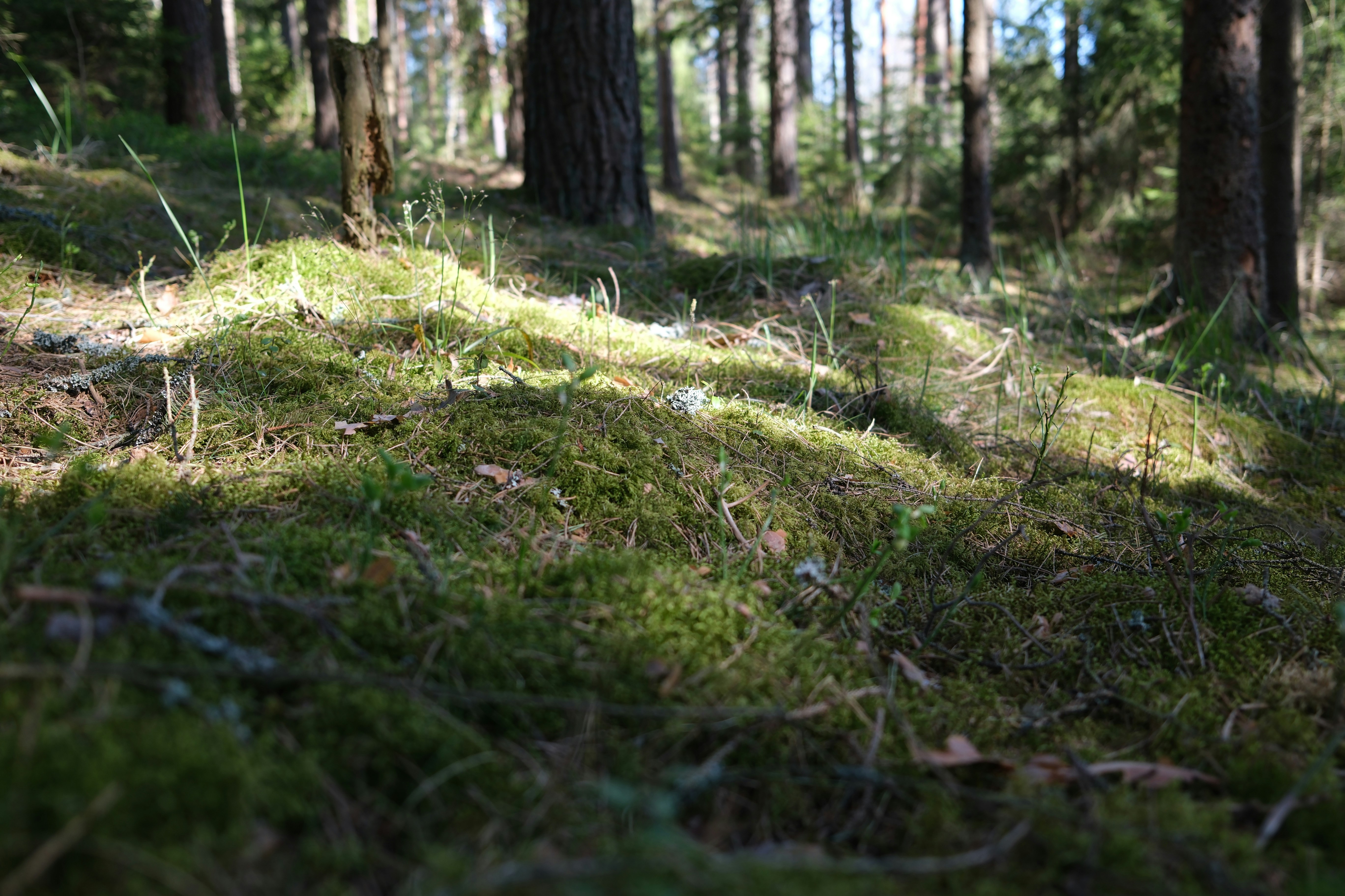 Sunlit Moss Clearing in a Quiet Pine Forest