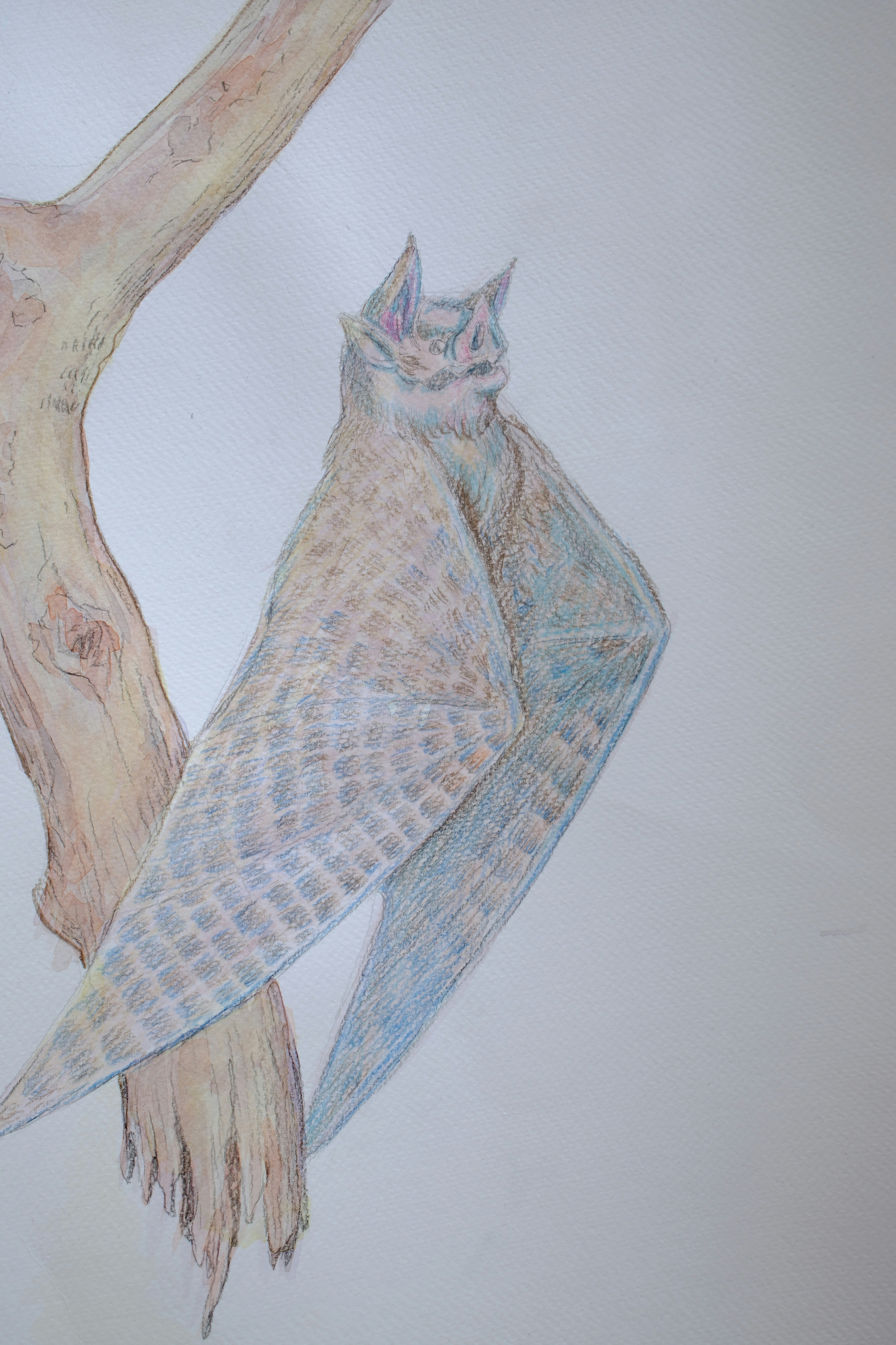 A bat hanging from a tree branch