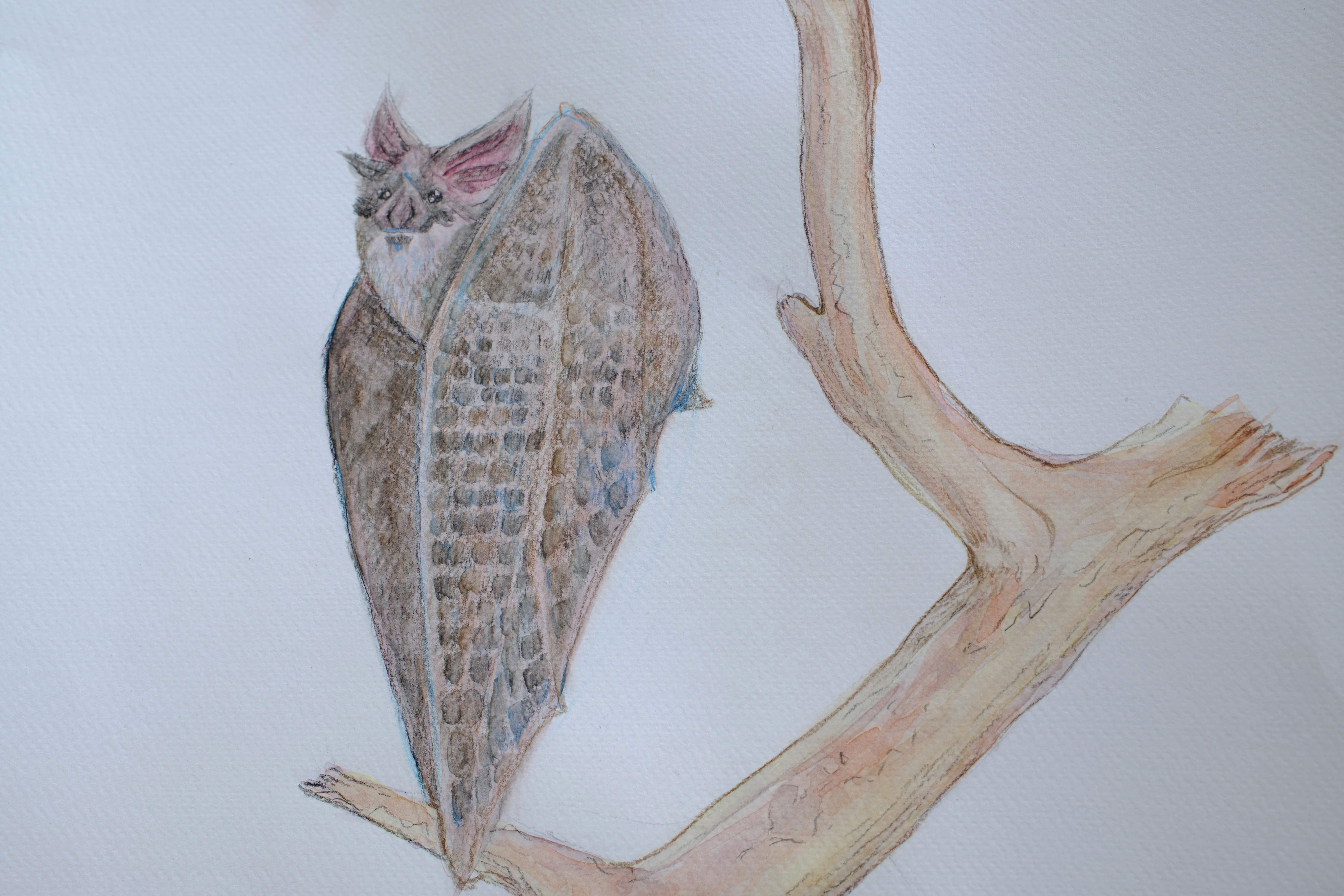 Mid-Cowl Owl on a Wrung-Branch Sketch