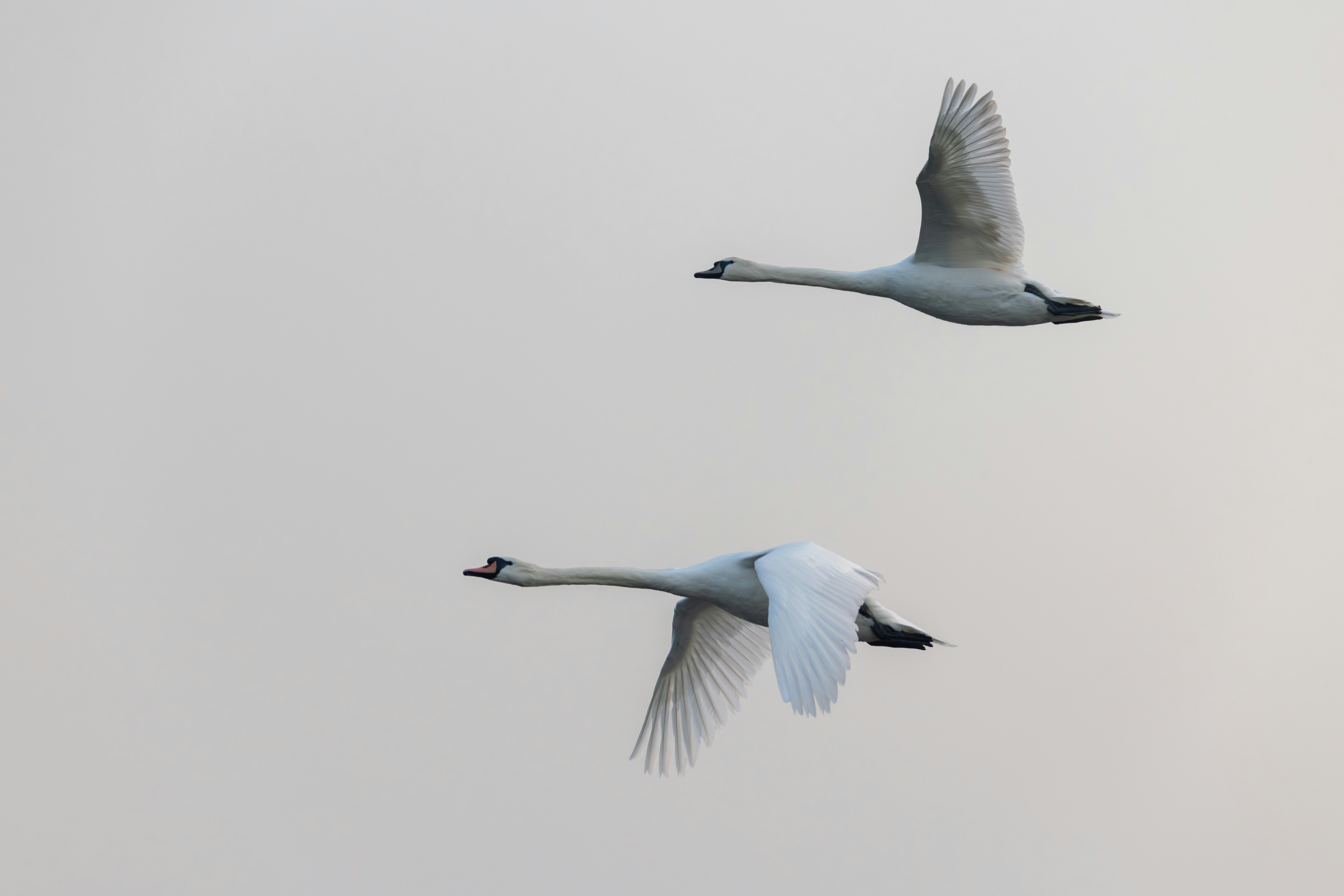 Elegant Synchronized Flight: White Geese Against a Soft Gradient Sky