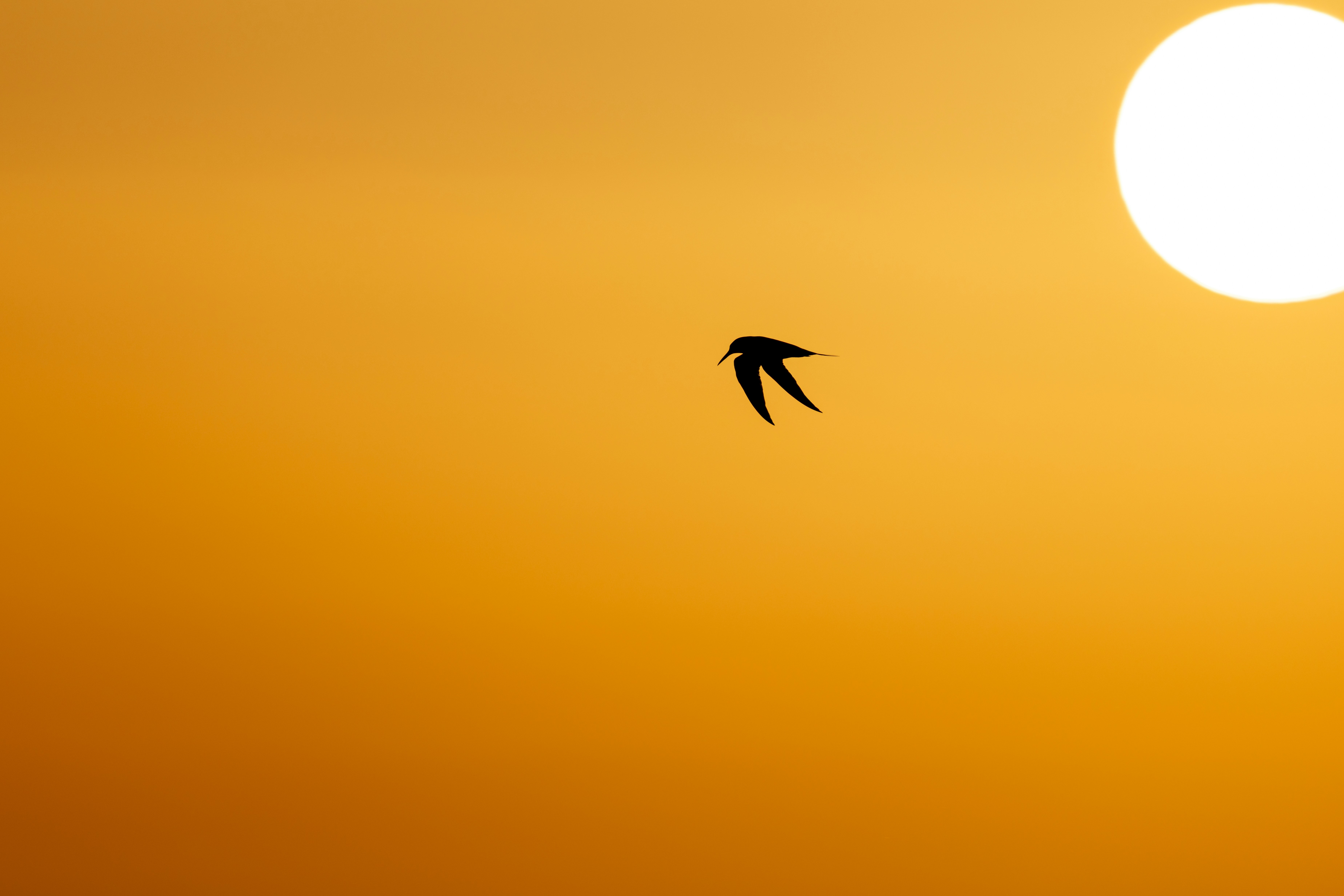 Silhouette in the Sunset: A Lone Bird Against a Golden Horizon