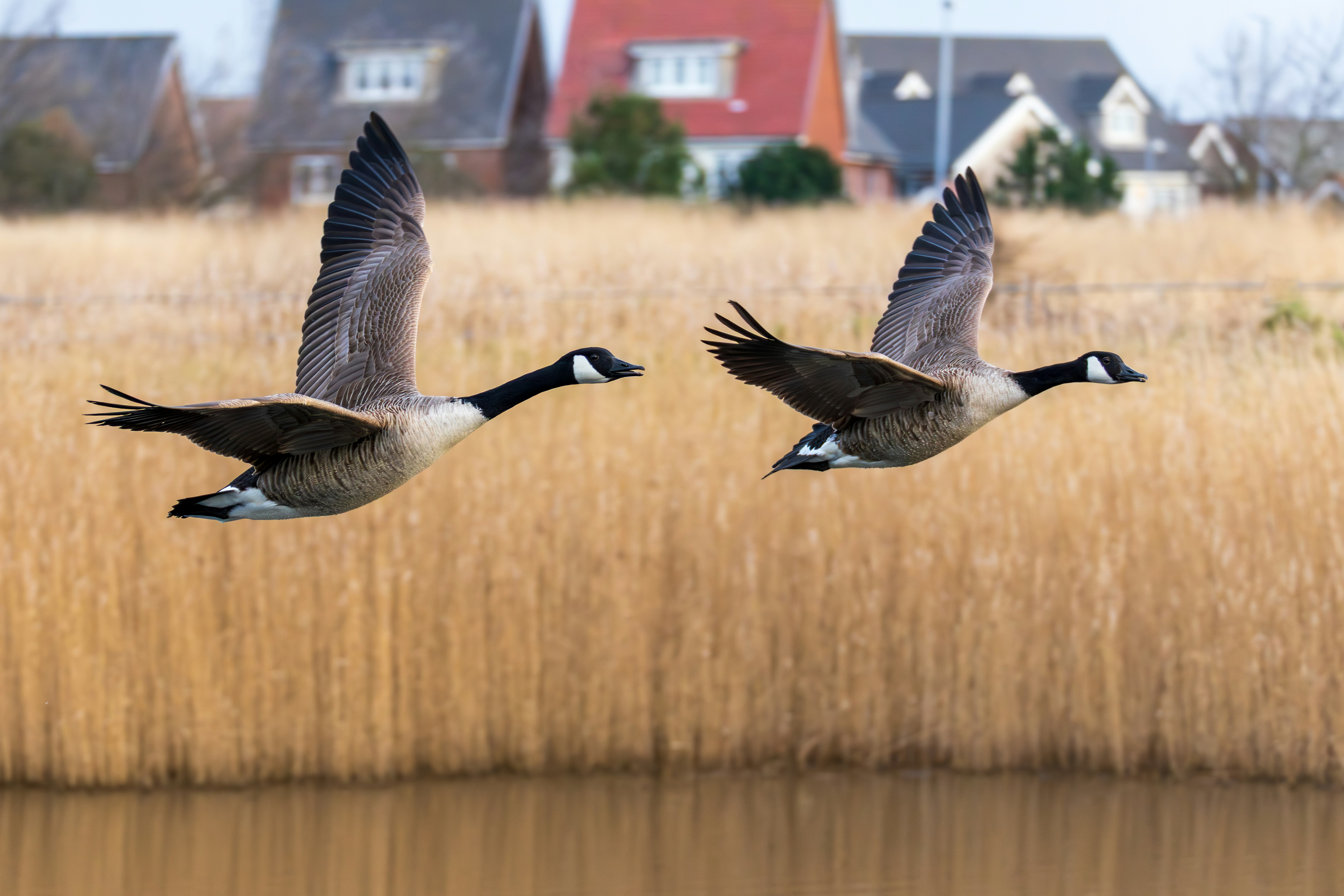 Two geese in synchronized flight over reed-filled water with a village backdrop