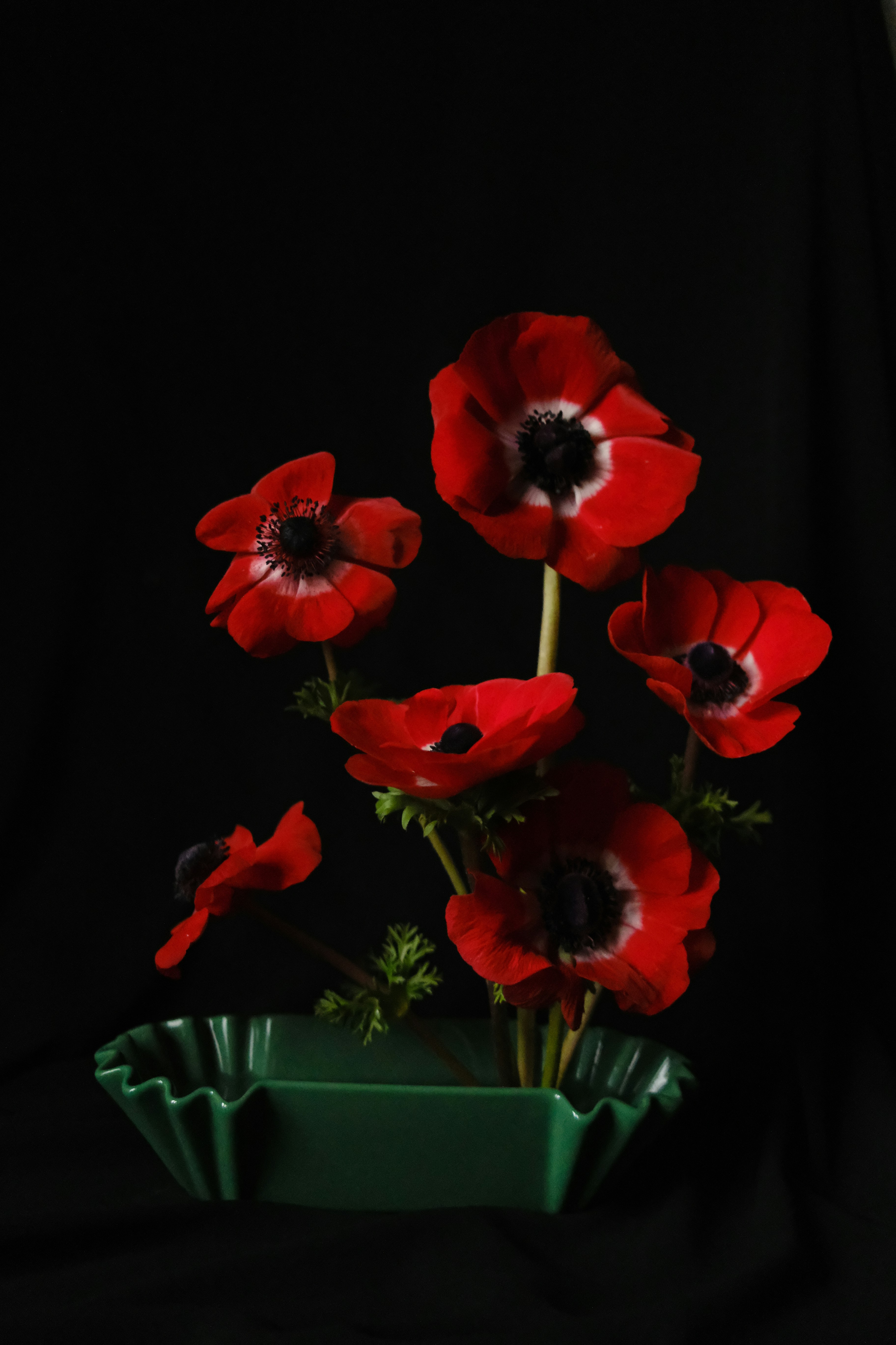 Crimson Petals in a Quiet Velvet Stage