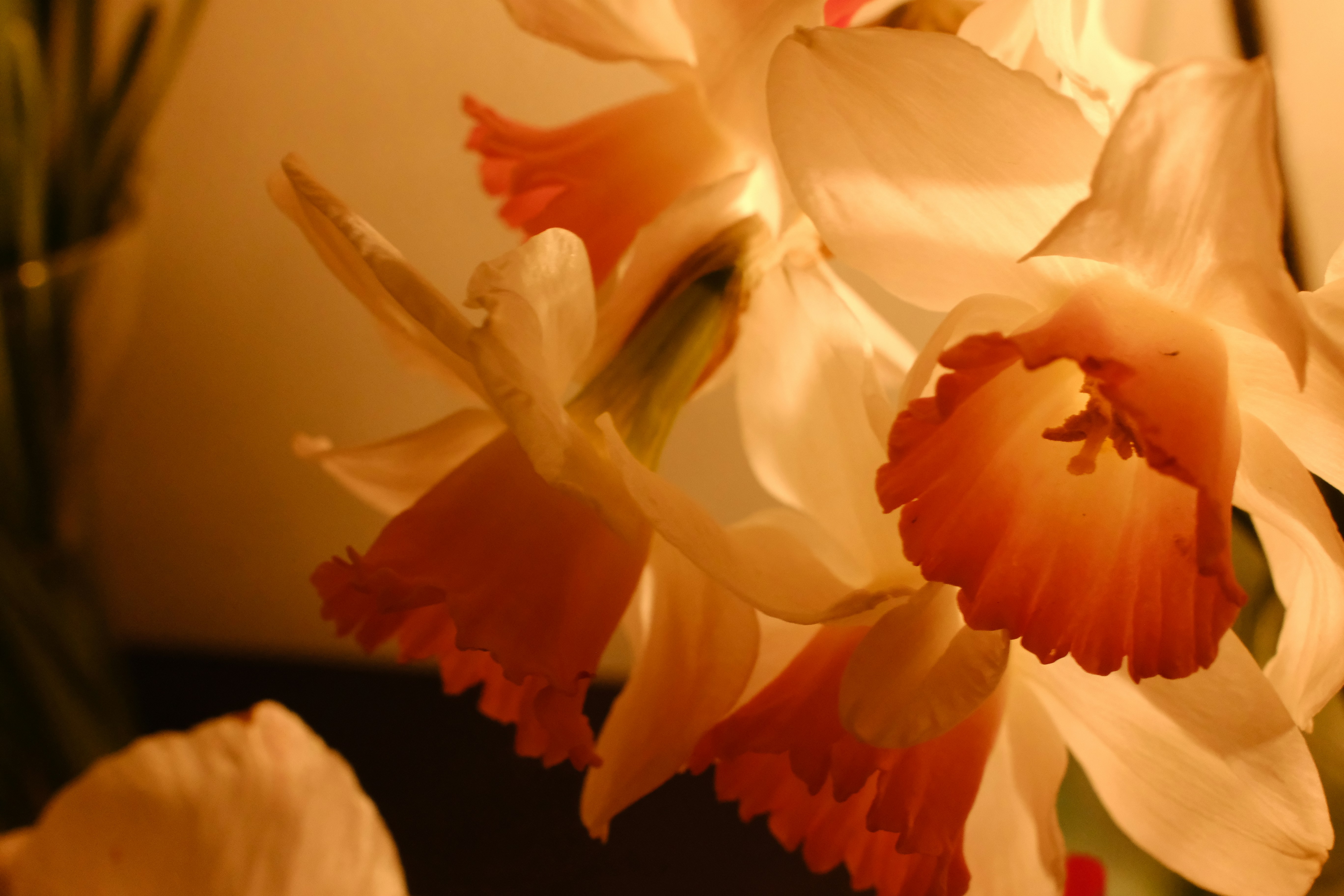 Floral Glimmer: Close-Up of Narcissus in Warm Glow