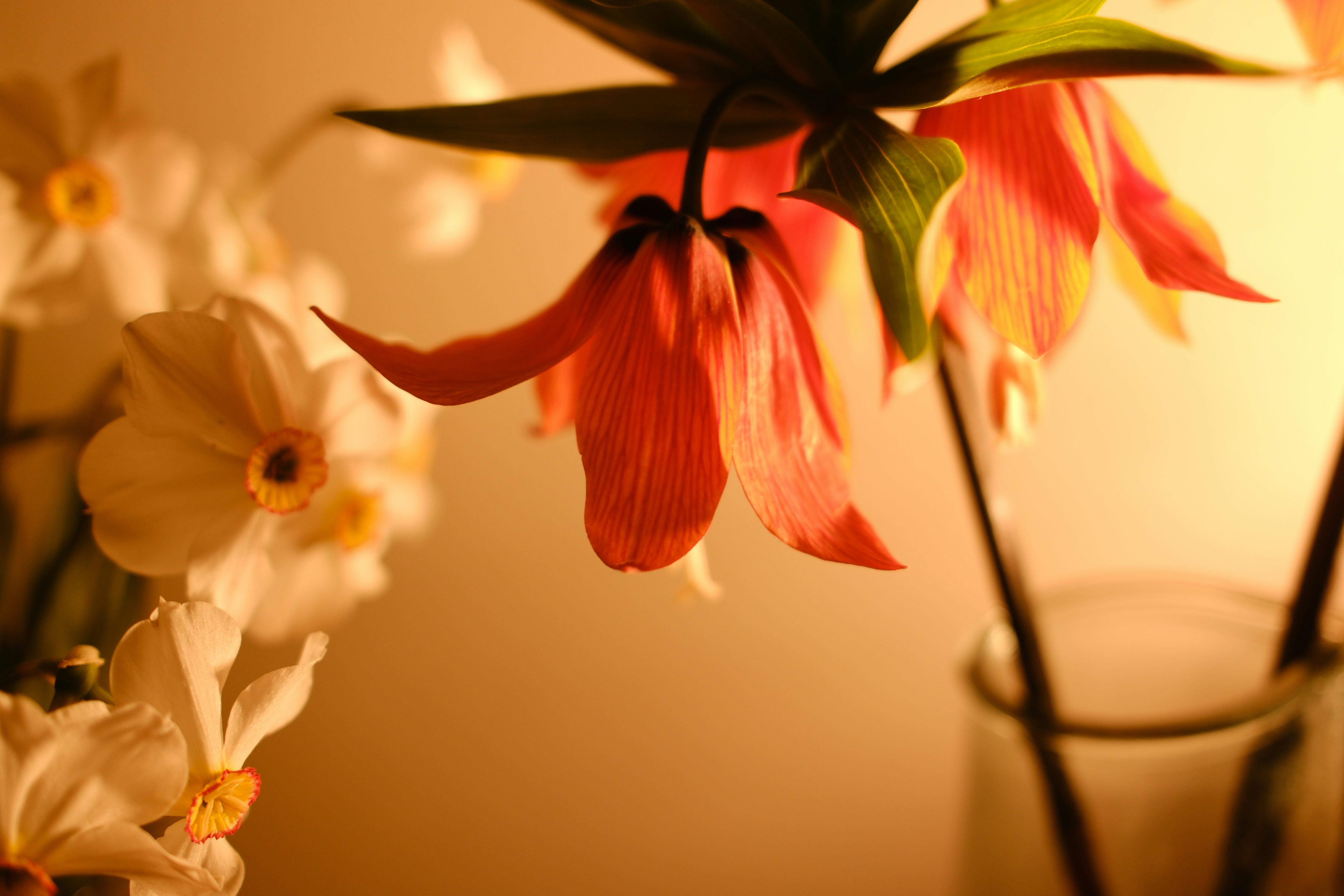 Orange bell flowers and white daffodils in warm light.
