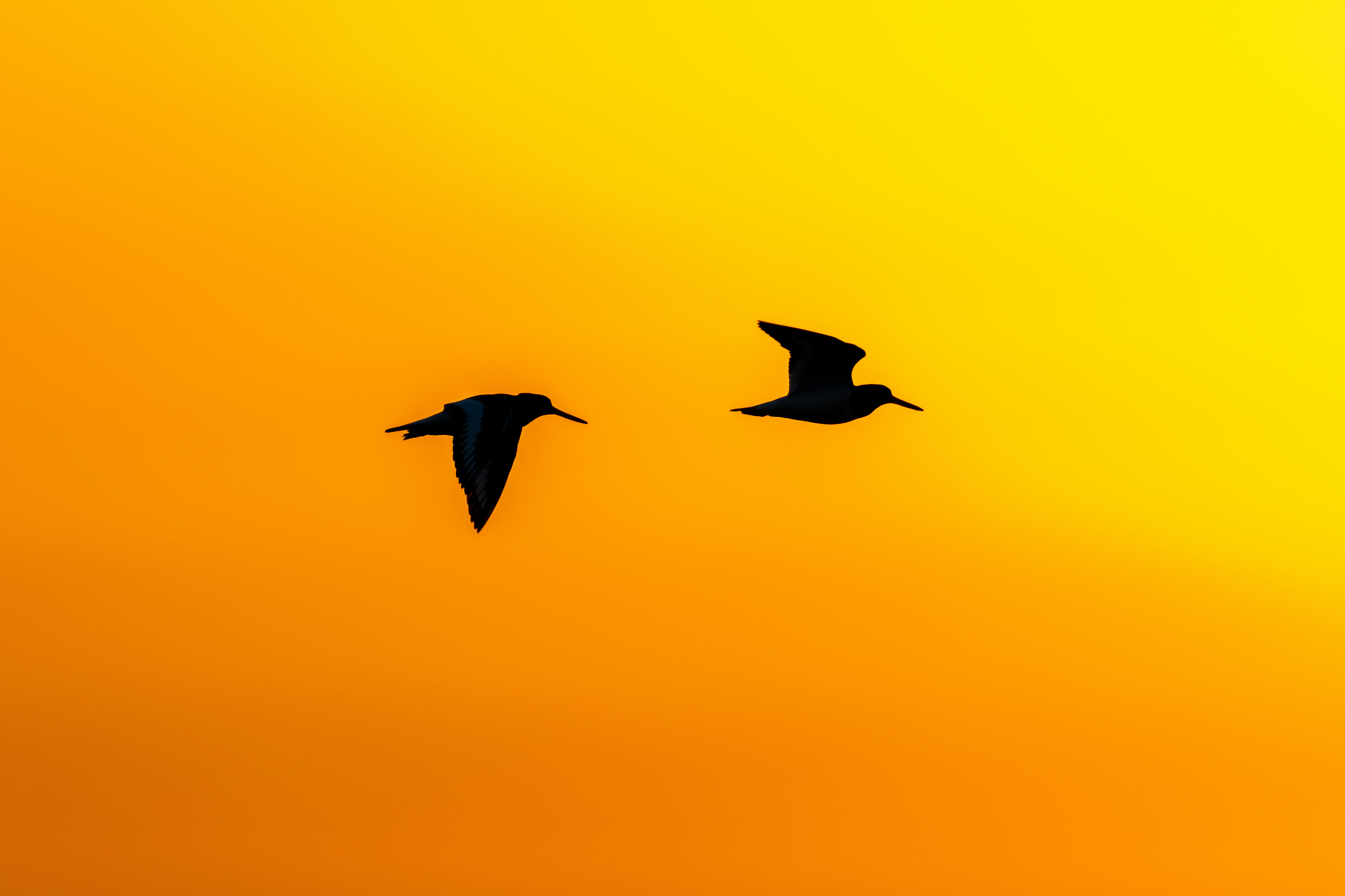 Oyster catcher silhouette