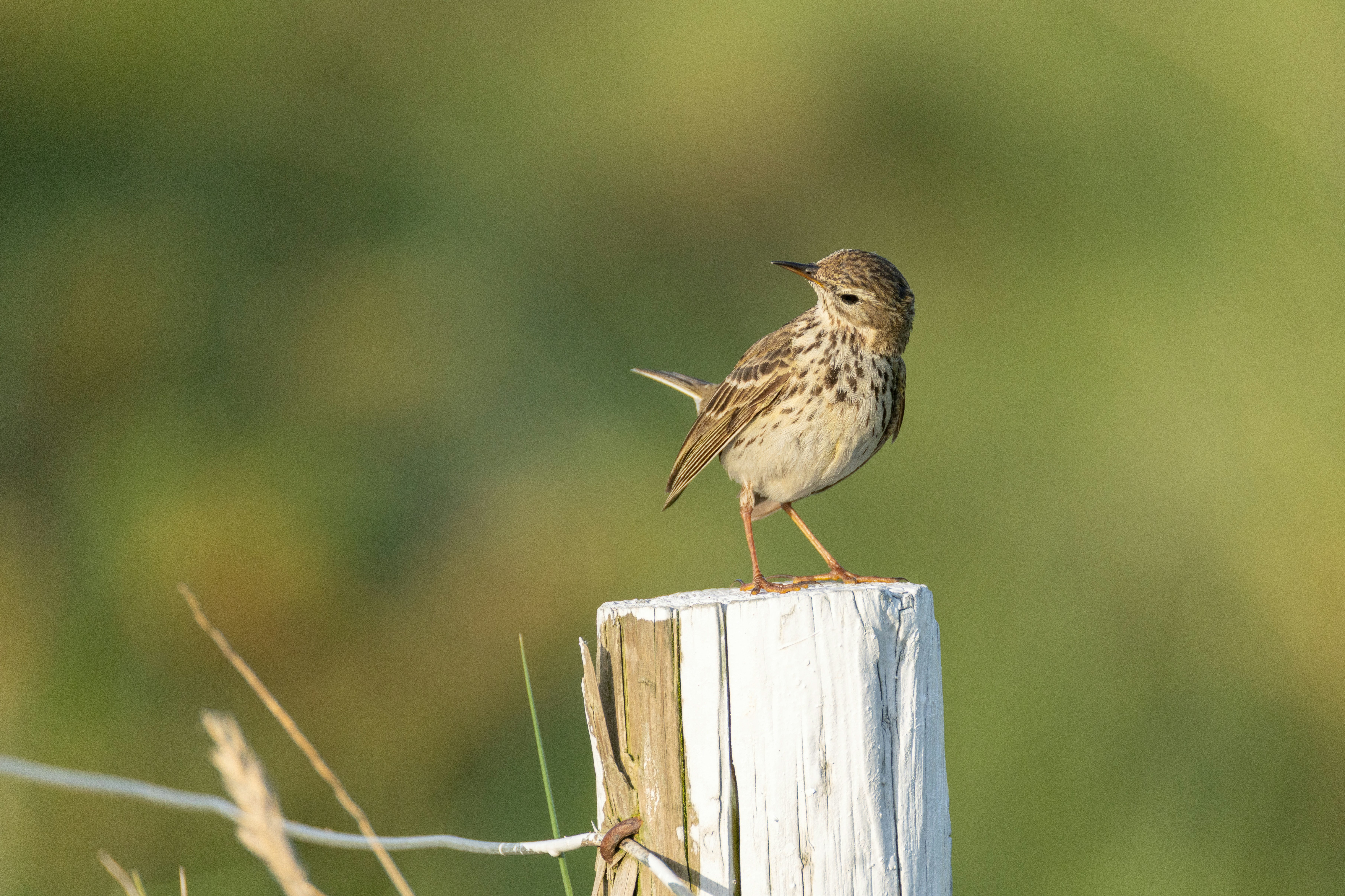 Perched Sentinel: a small songbird surveys the post