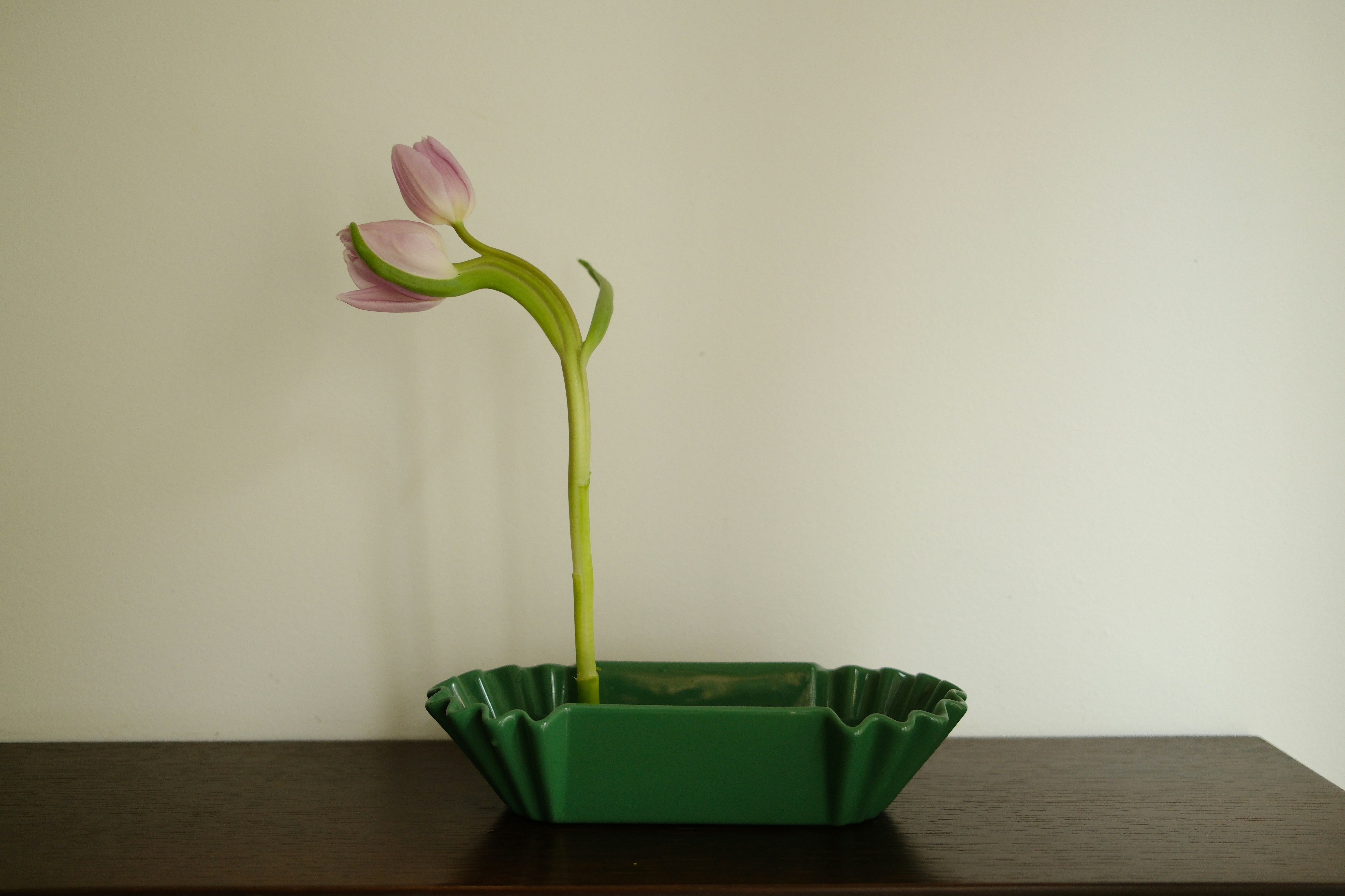 Single Flower Stem Reaching for Light in a Minimal Still Life