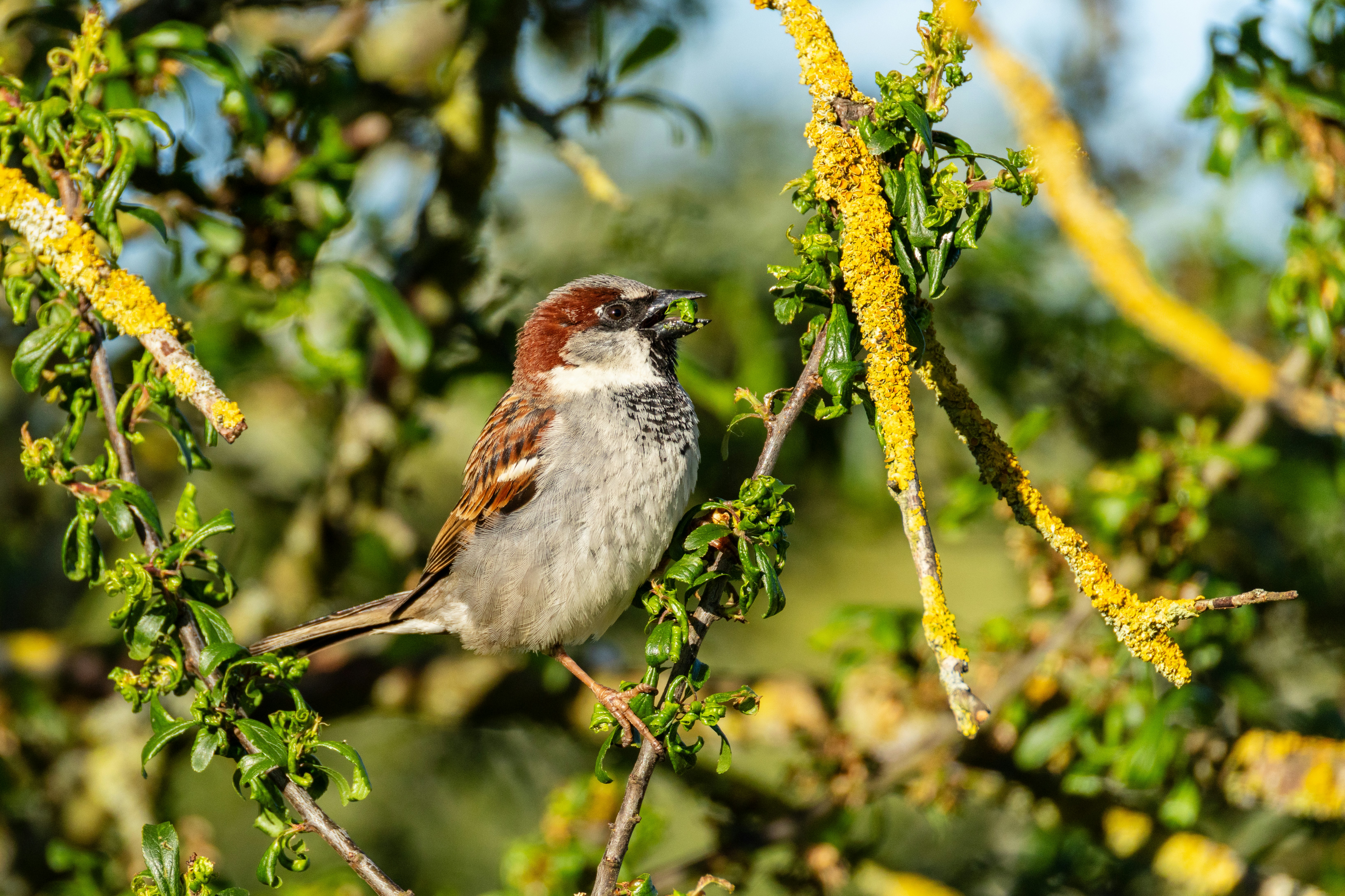 Whiskered Sparrow on a yellow-blooming Branch
