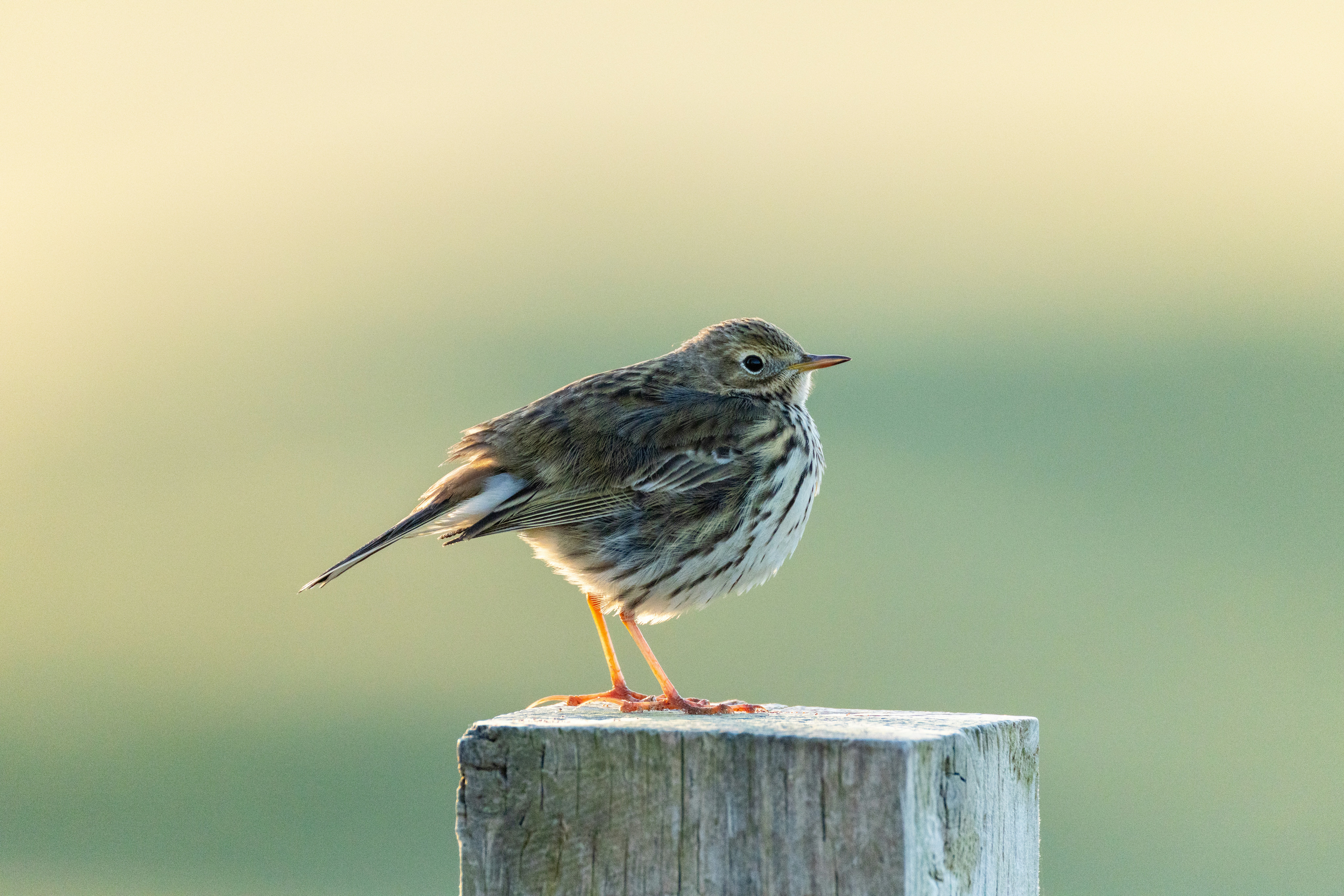 Perched Warbler on a Weathered Post at Dusk