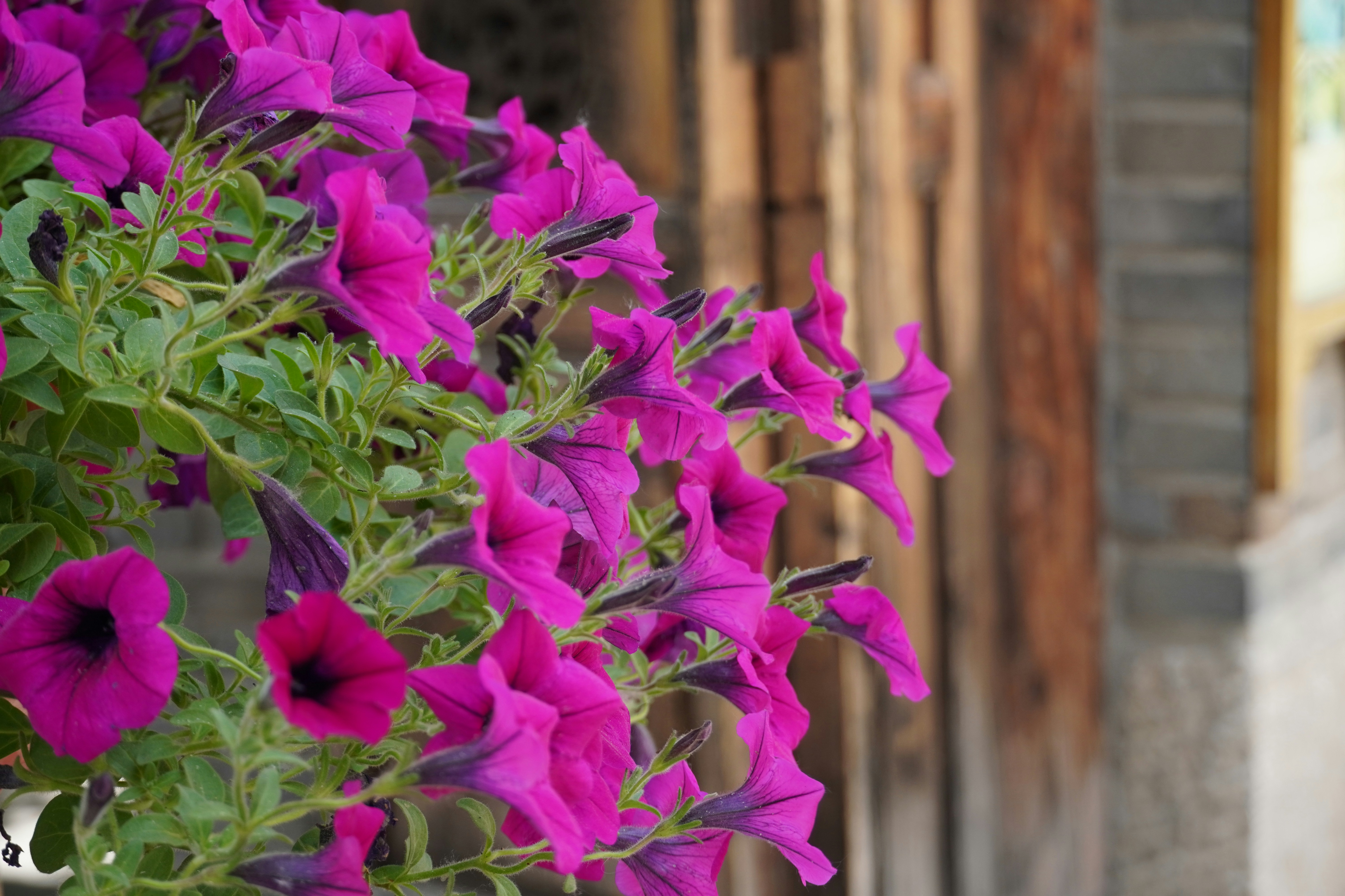 Vivid magenta blossoms spilling from a hanging planter beside a rustic doorway