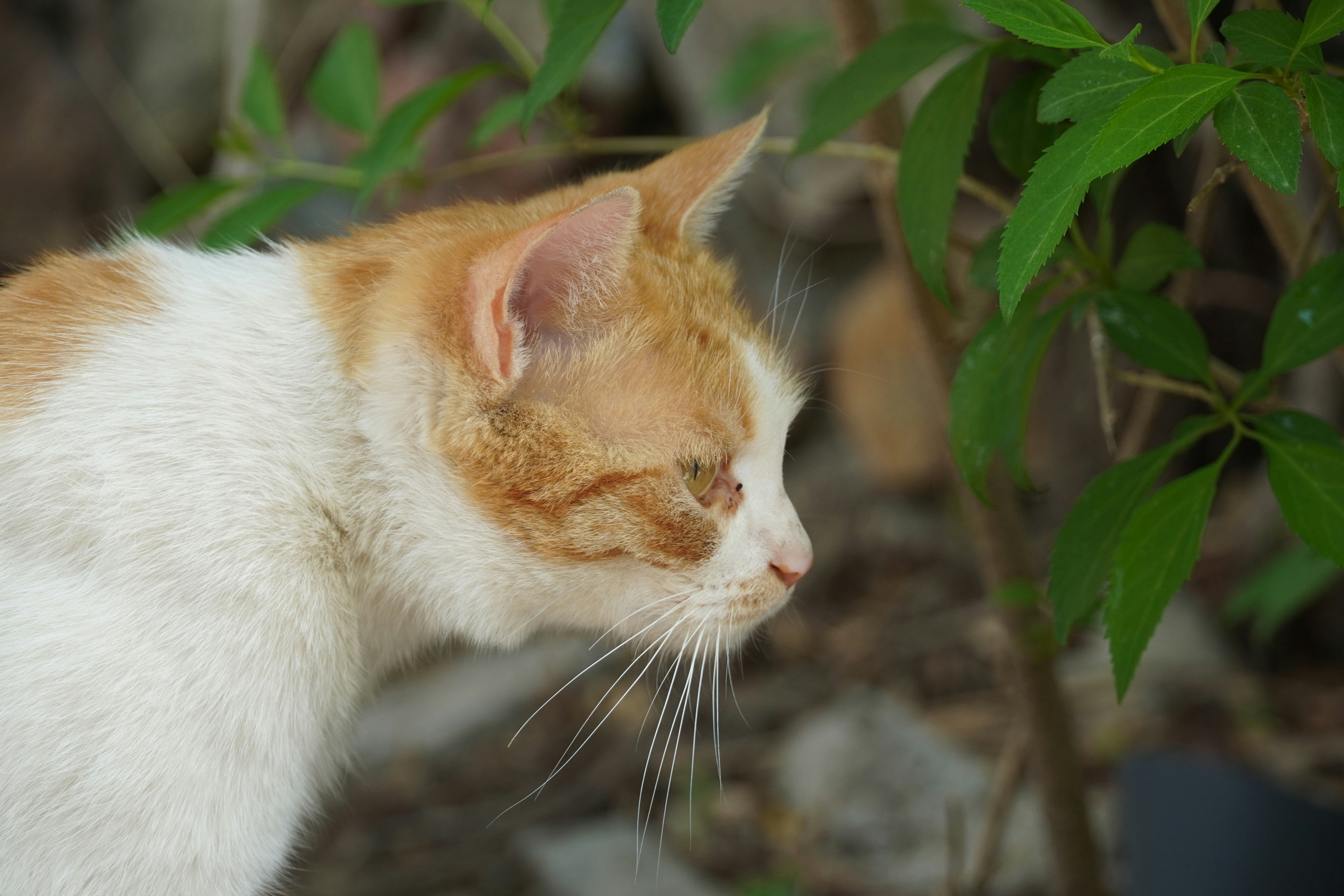 Soft Profile of a Ginger-White Cat Under Green Foliage